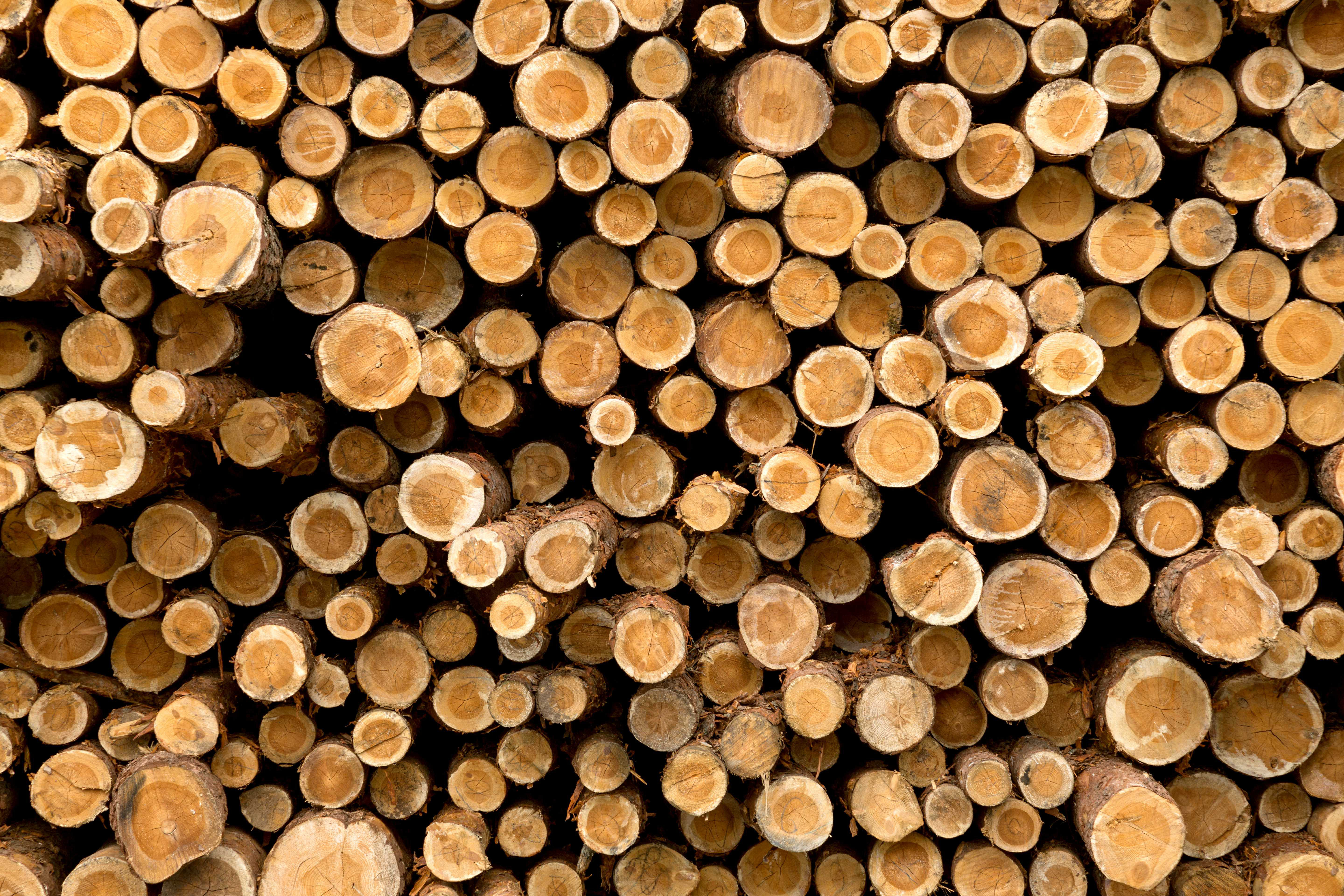 Ebern Designs Wooden Logs - Photographie sur toile tendue - Wayfair Canada