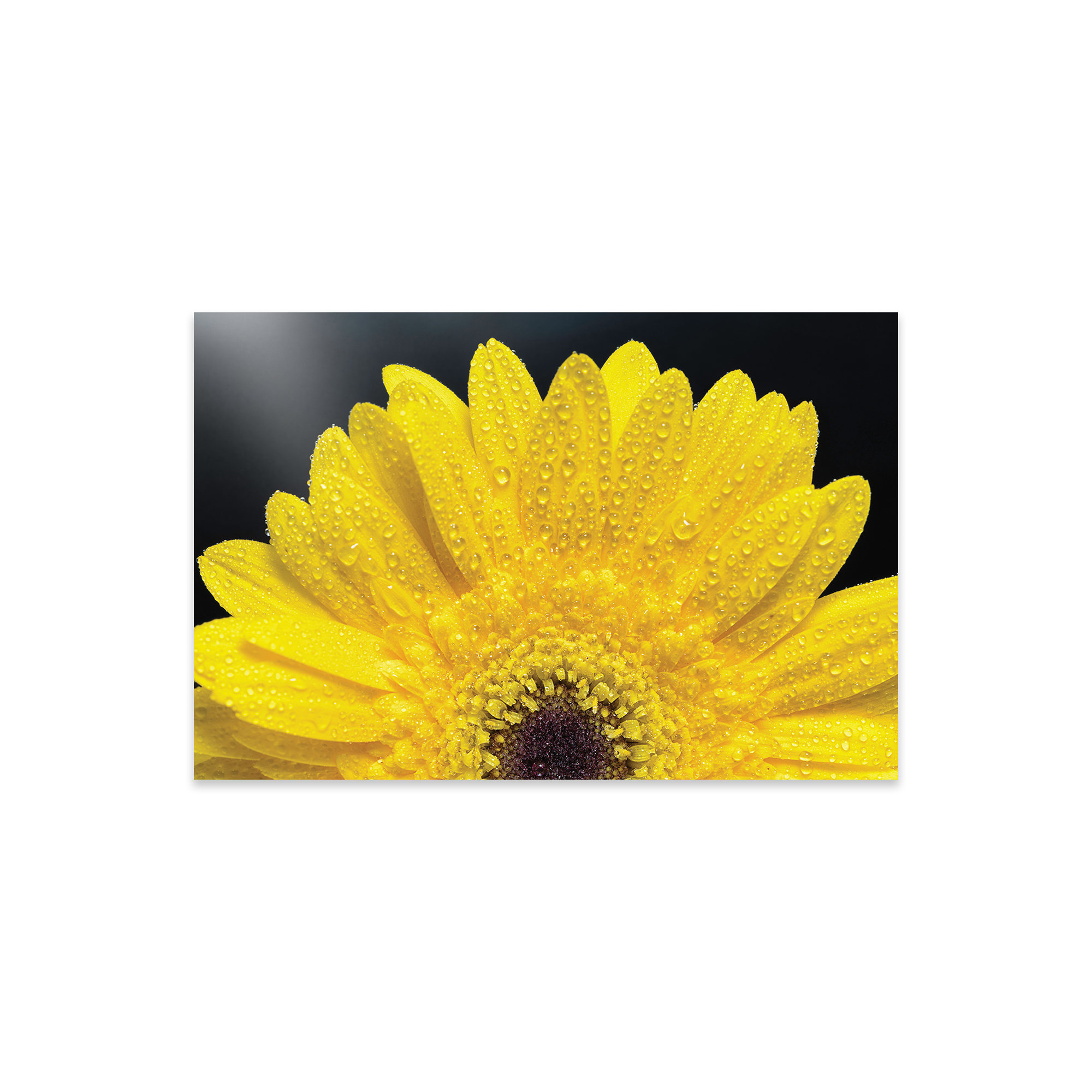 Ebern Designs Flower IV Print On Acrylic Glass - Wayfair Canada
