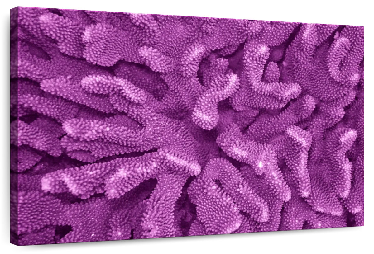 Ebern Designs Crowle Purple Acropora Corals | Wayfair