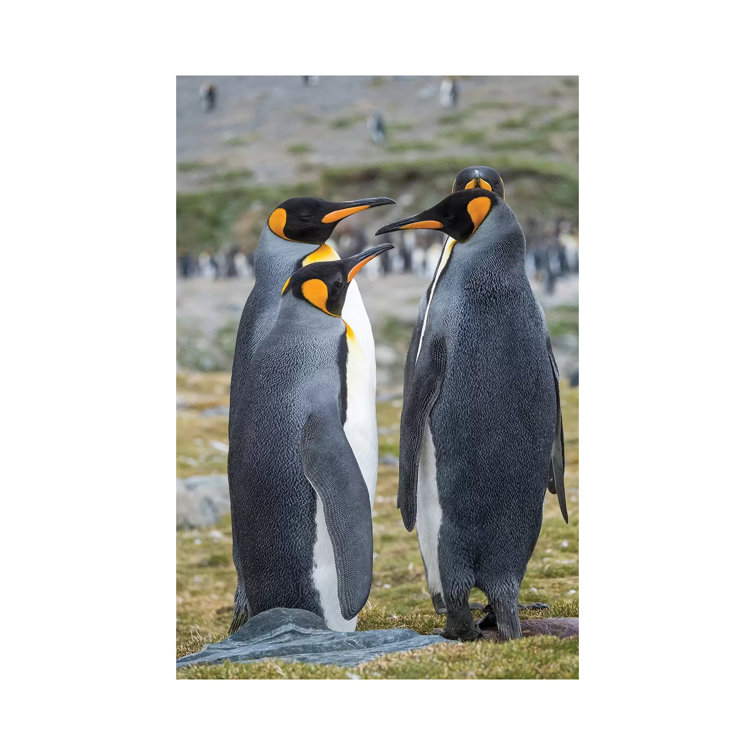 Bless international King Penguin Rookery In St. Andrews Bay. Courtship ...