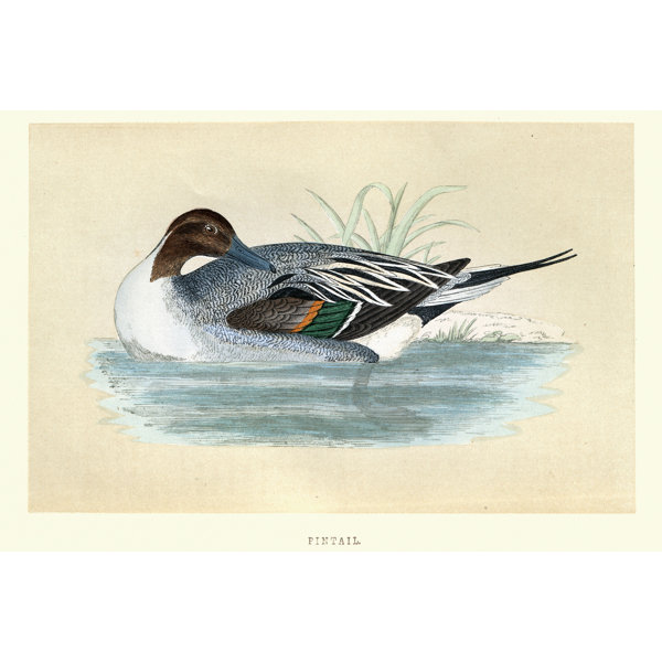 August Grove® Northern Pintail Duck On Canvas by Duncan1890 Drawing ...
