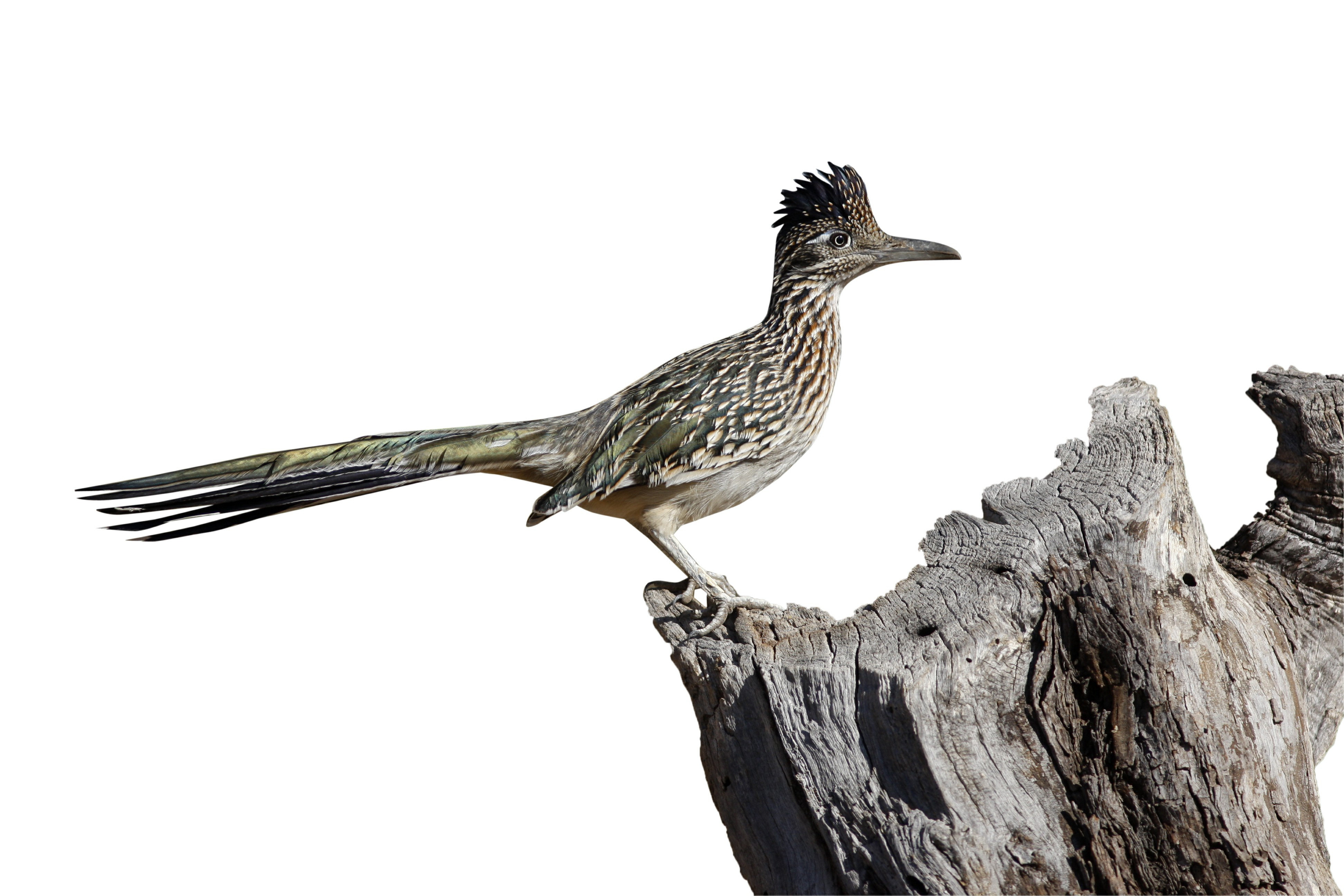 Ebern Designs Greater Roadrunner - Wrapped Canvas Photograph | Wayfair