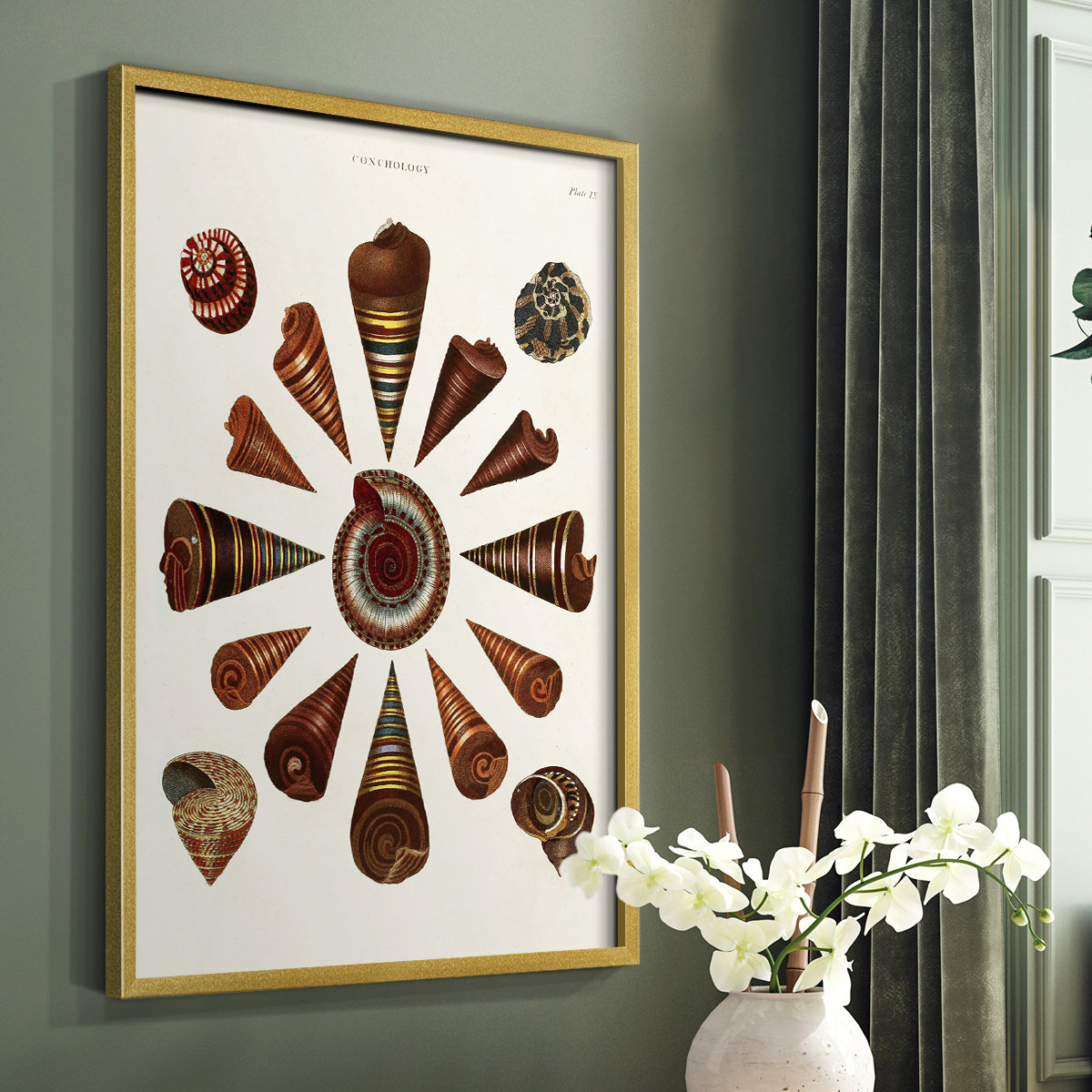 Breakwater Bay Spiral Shell Formation IV Framed Print - Solid Wood ...