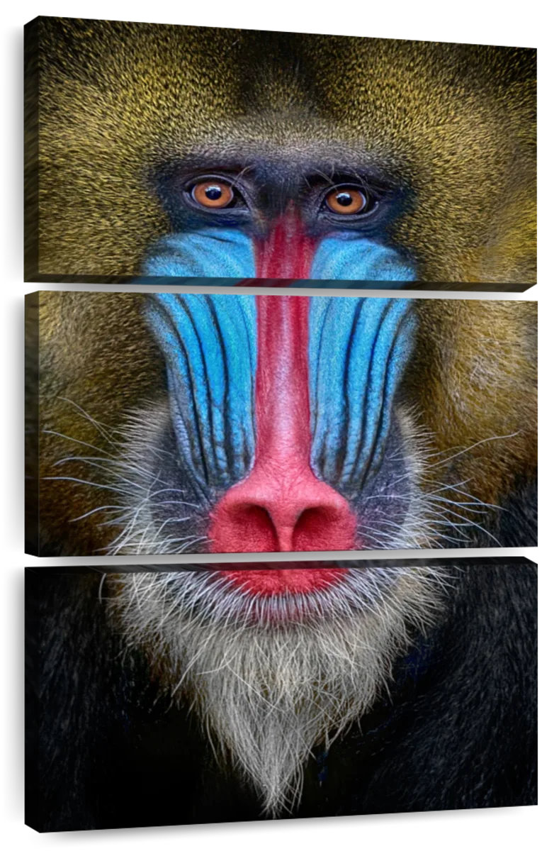Ebern Designs Mandrill Monkey | Wayfair