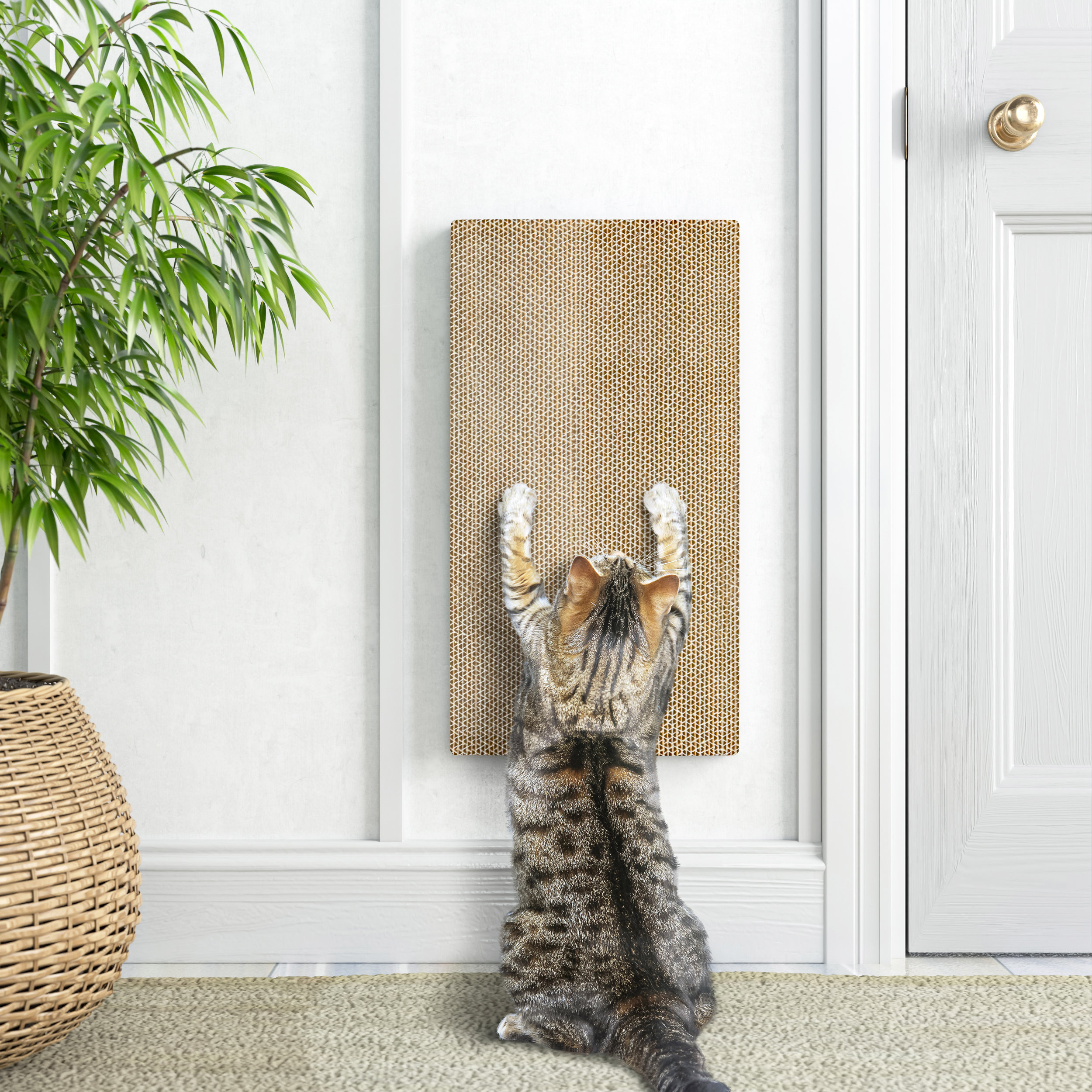 Tucker Murphy Pet™ Catalaya Scratching Board - Wayfair Canada