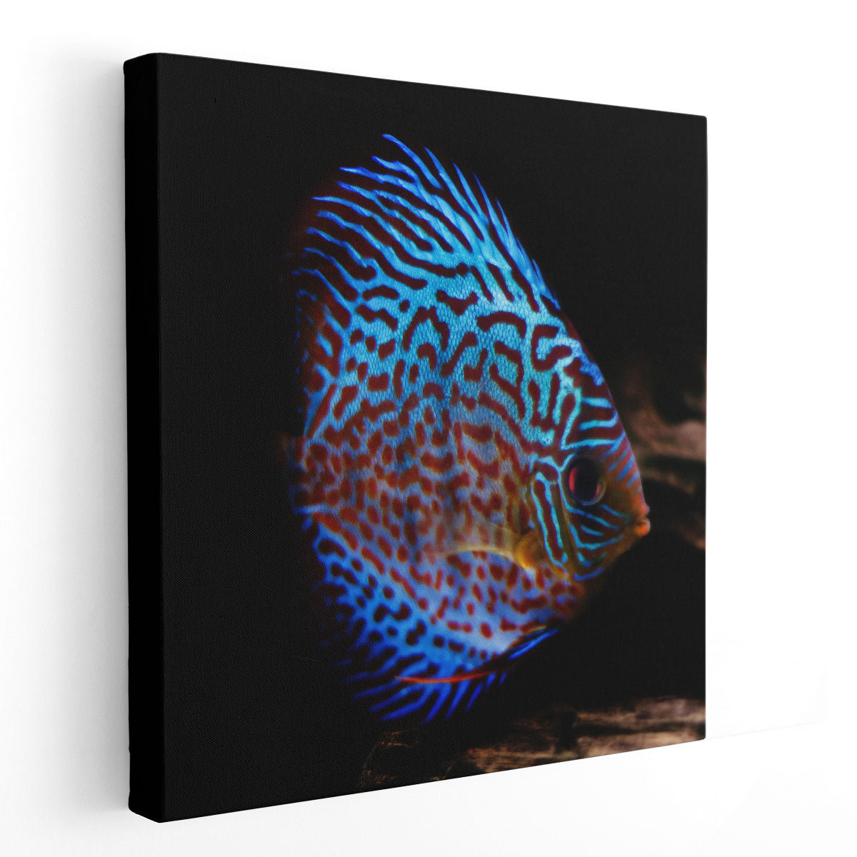 Highland Dunes Symphysodon Discus Fish With Black Background - Canvas ...