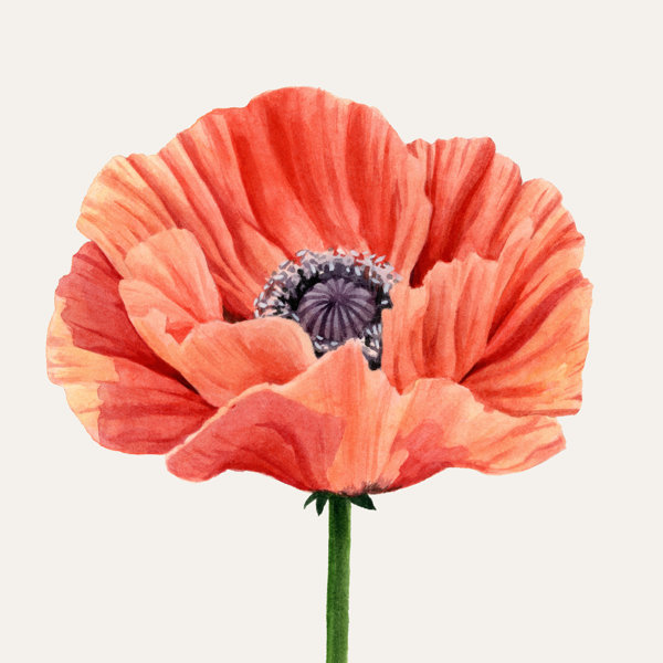 Rosalind Wheeler Magnified Poppy II - Wrapped Canvas Art Prints ...