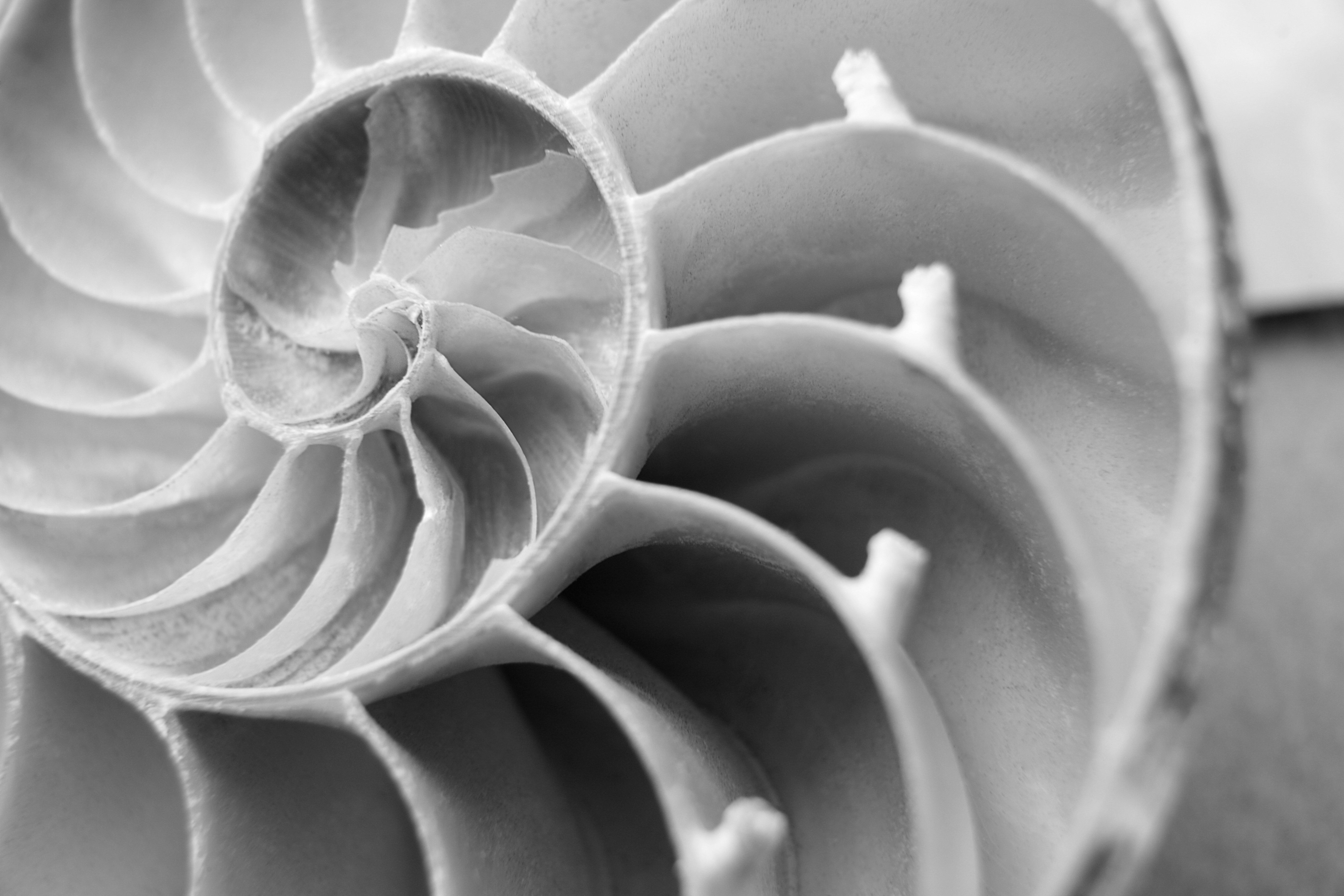 Highland Dunes Black and White Nautilus Shell by Skodonnell | Wayfair
