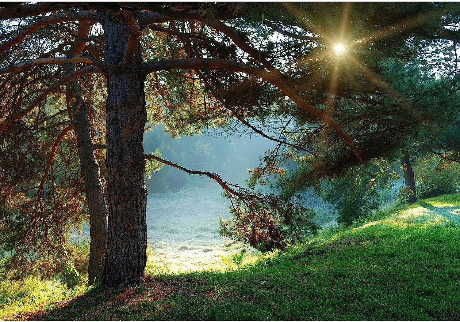 IDEA4WALL Pine Tree and Sun Rays Through the Branches Wall Mural | Wayfair