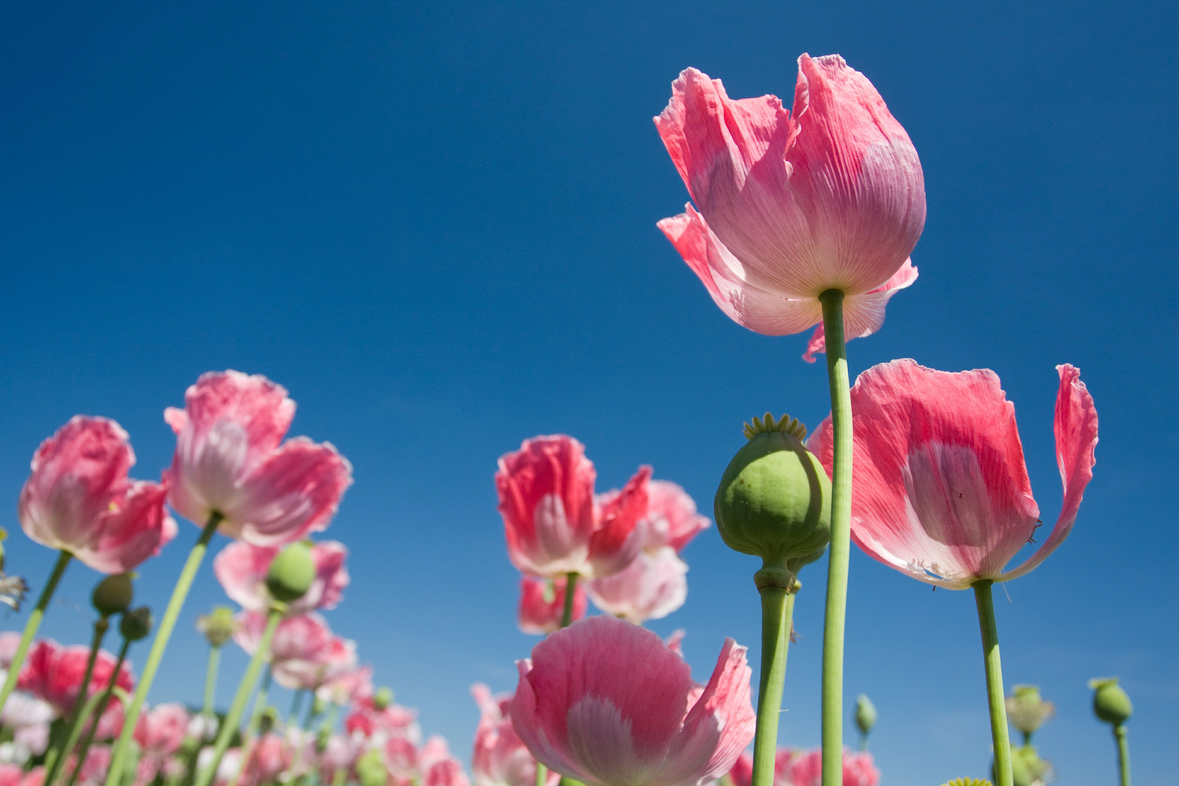 Ebern Designs Opium Poppies - Wrapped Canvas Photograph | Wayfair