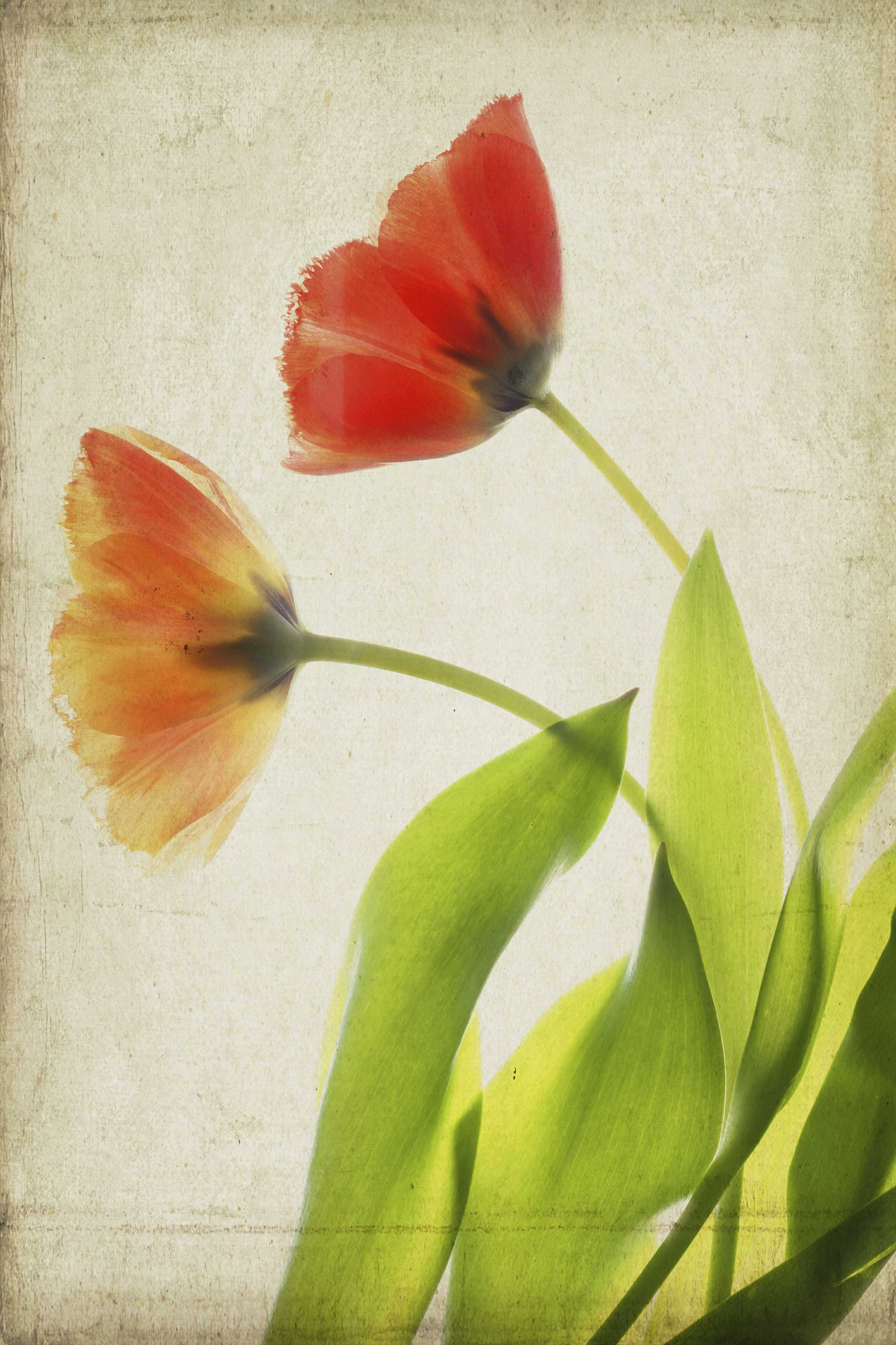 Red Barrel Studio Parchment Flowers VI - Wayfair Canada