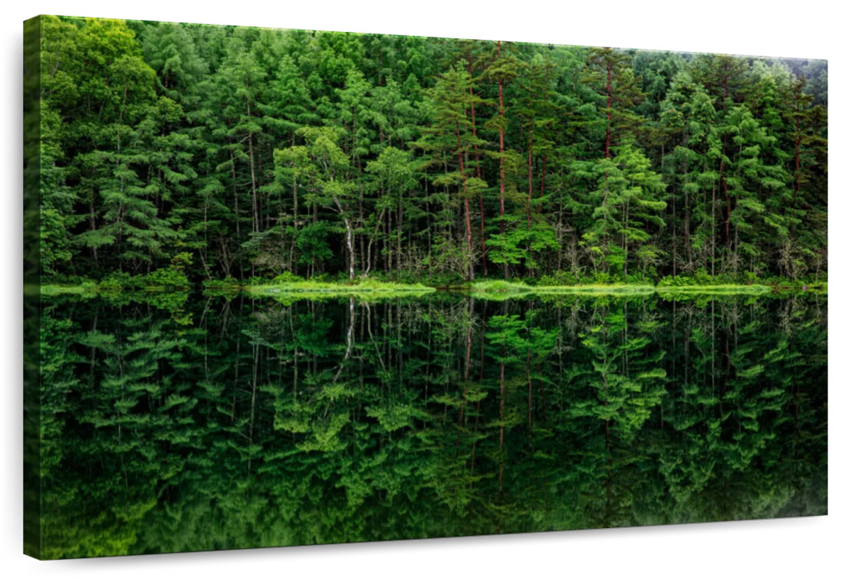 Lark Manor Harnek Green Forest Reflection - Wayfair Canada