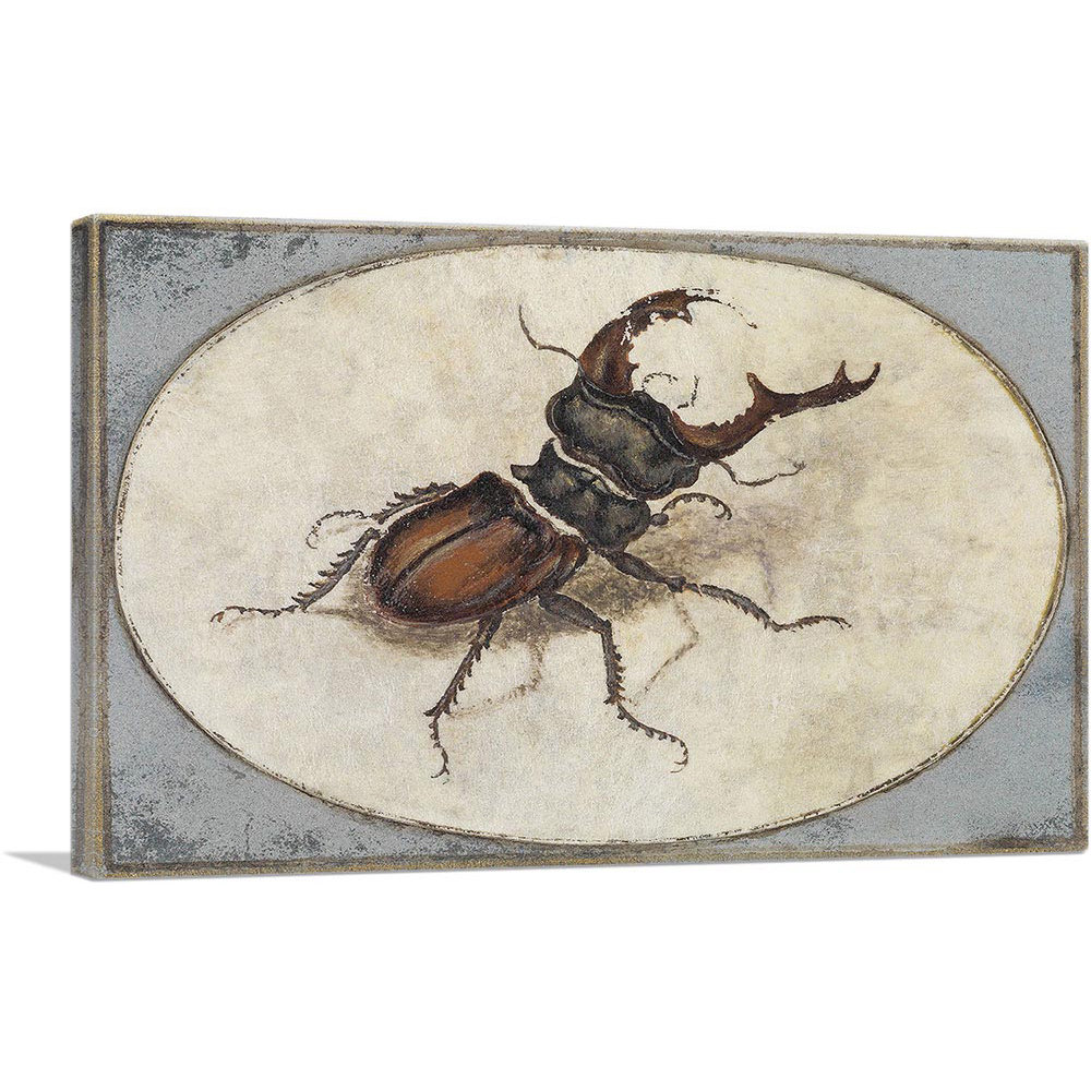 ARTCANVAS Stag Beetle 1574 On Canvas by Hans Hoffmann Print | Wayfair