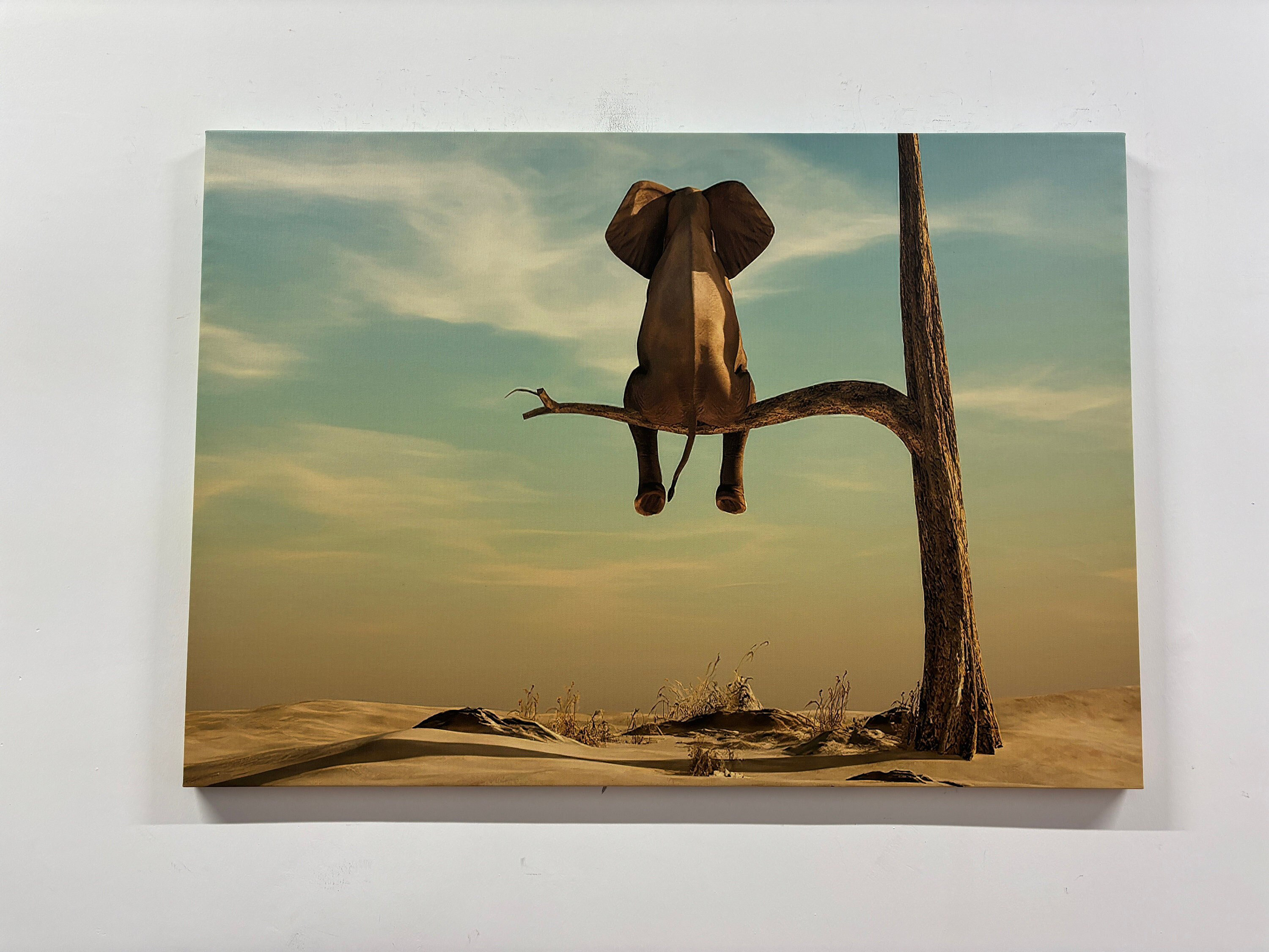 large elephant canvas