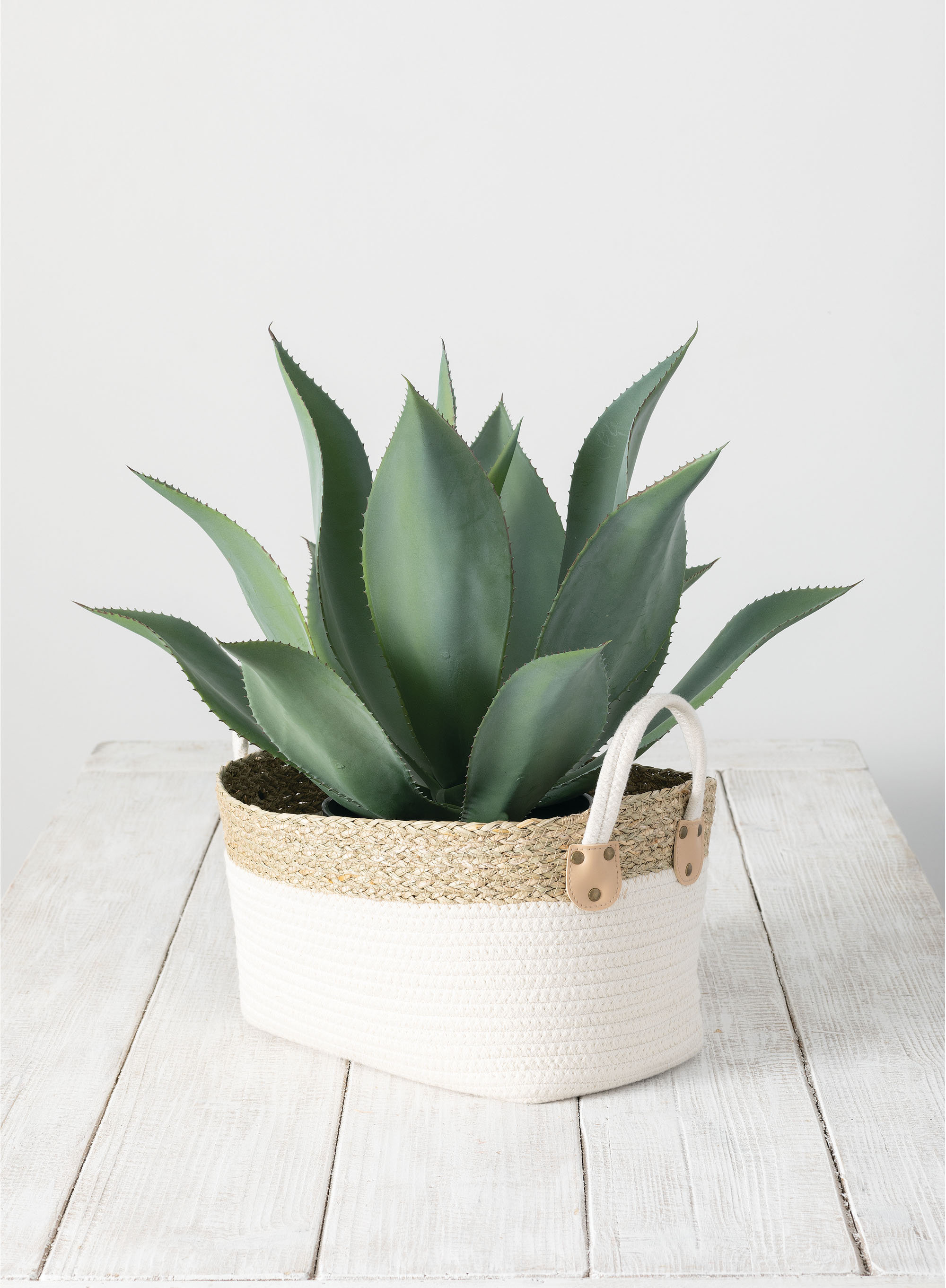 Bayou Breeze Agave Plant in Pot | Wayfair