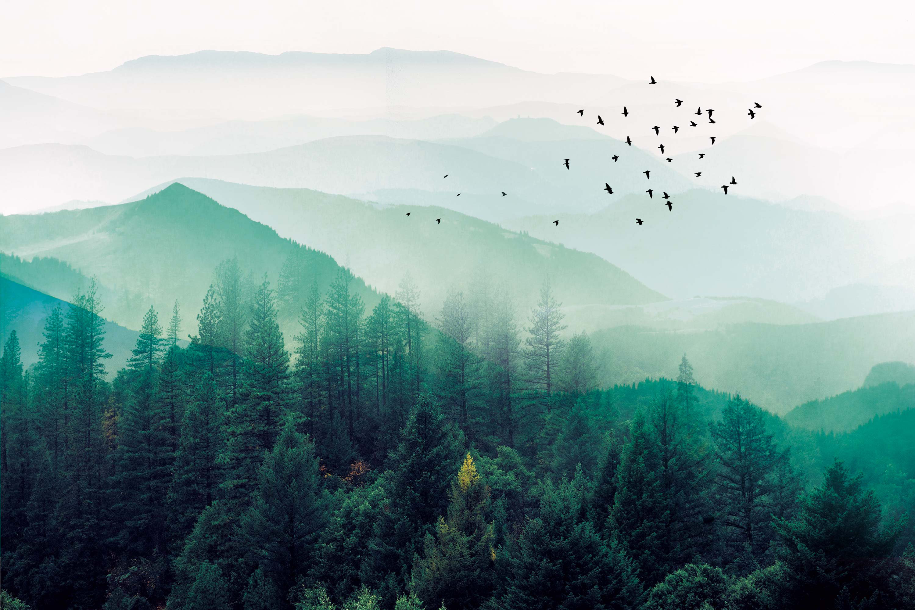 Loon Peak Misty Forest Trees Birds Leaves Natural Removable Wallpaper ...