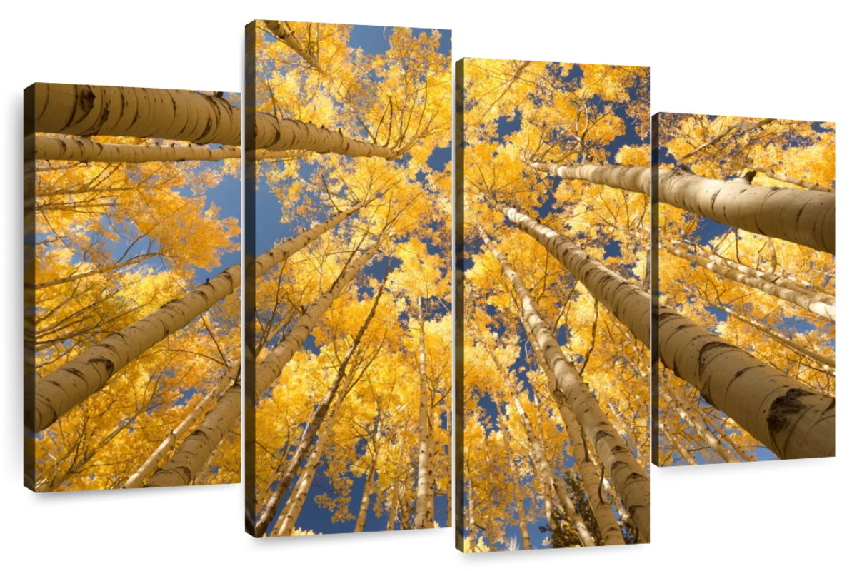 Lark Manor™ Harnek Golden Aspen Canopy - Wayfair Canada