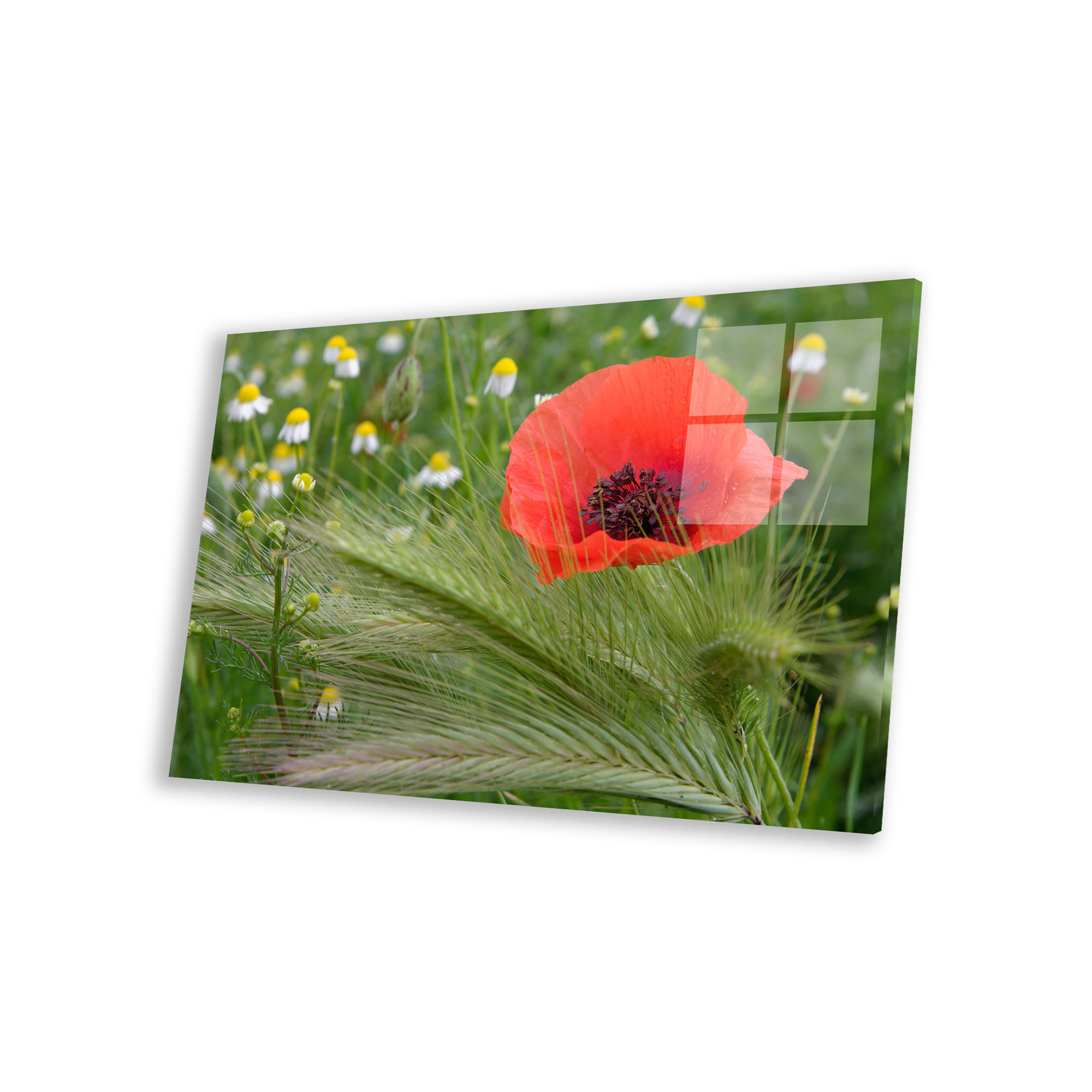 Latitude Run® Lone Red Poppy, Tuscany Region, Italy by Adam Jones | Wayfair
