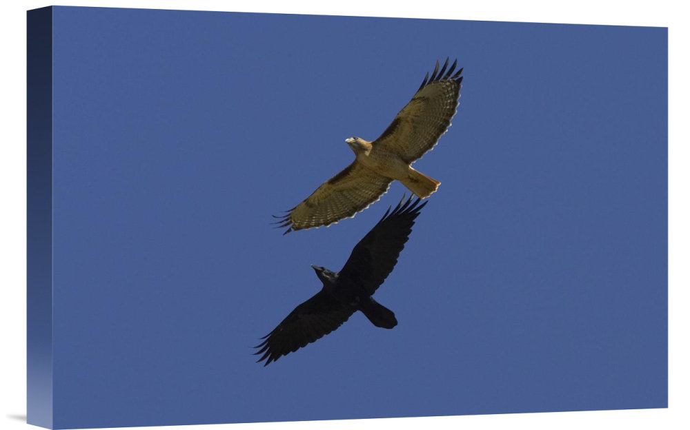 East Urban Home 'Red-Tailed Hawk and Common Raven Flying, North America ...