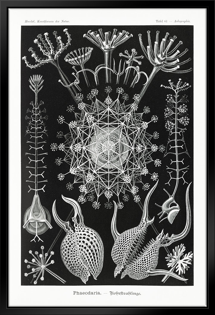 ATX Art Group LLC Phaeodaria–Rohrstrahlinge I By Ernst Haeckel by ...