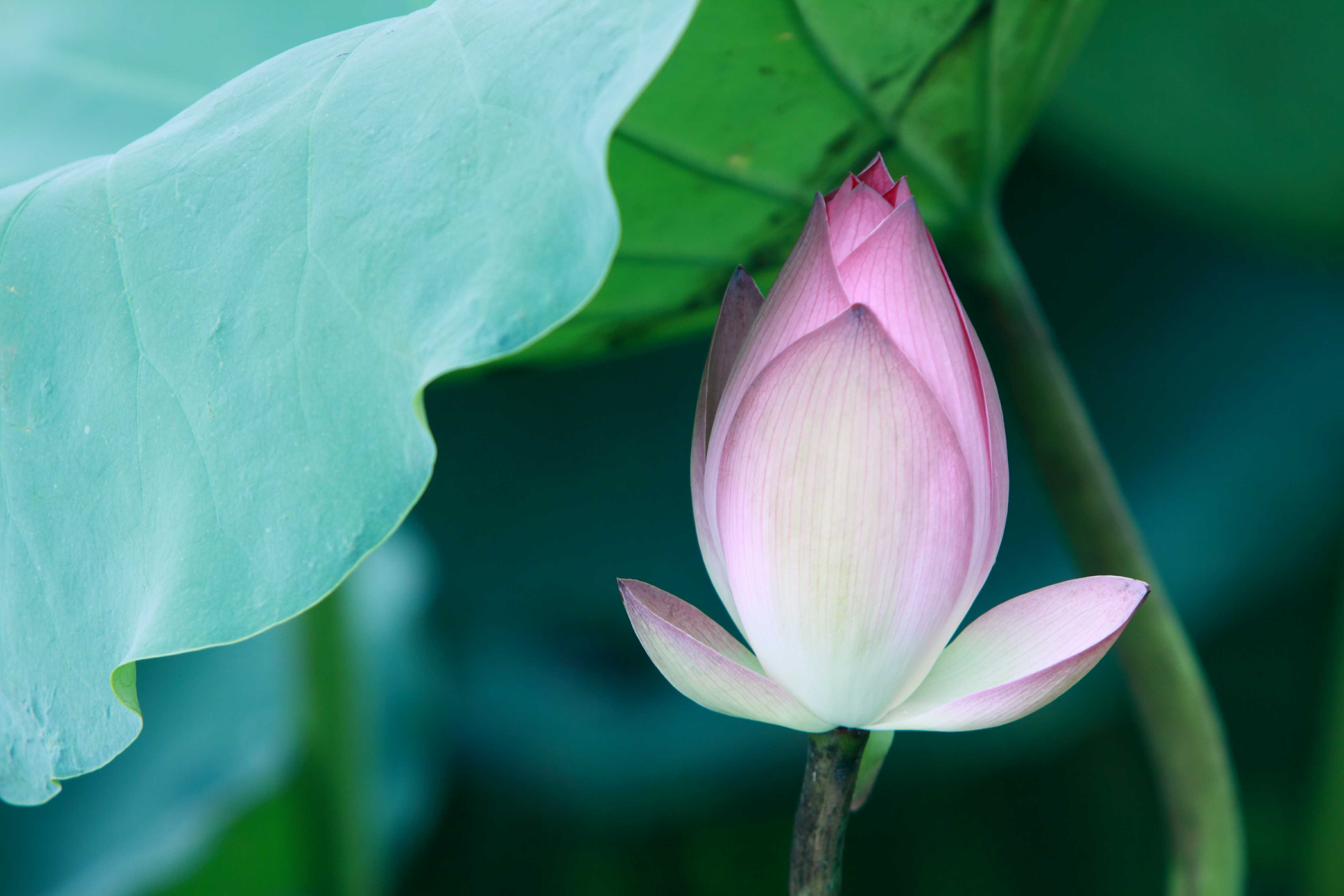 Ebern Designs Lotus by Bobbylau - Wrapped Canvas Photograph | Wayfair