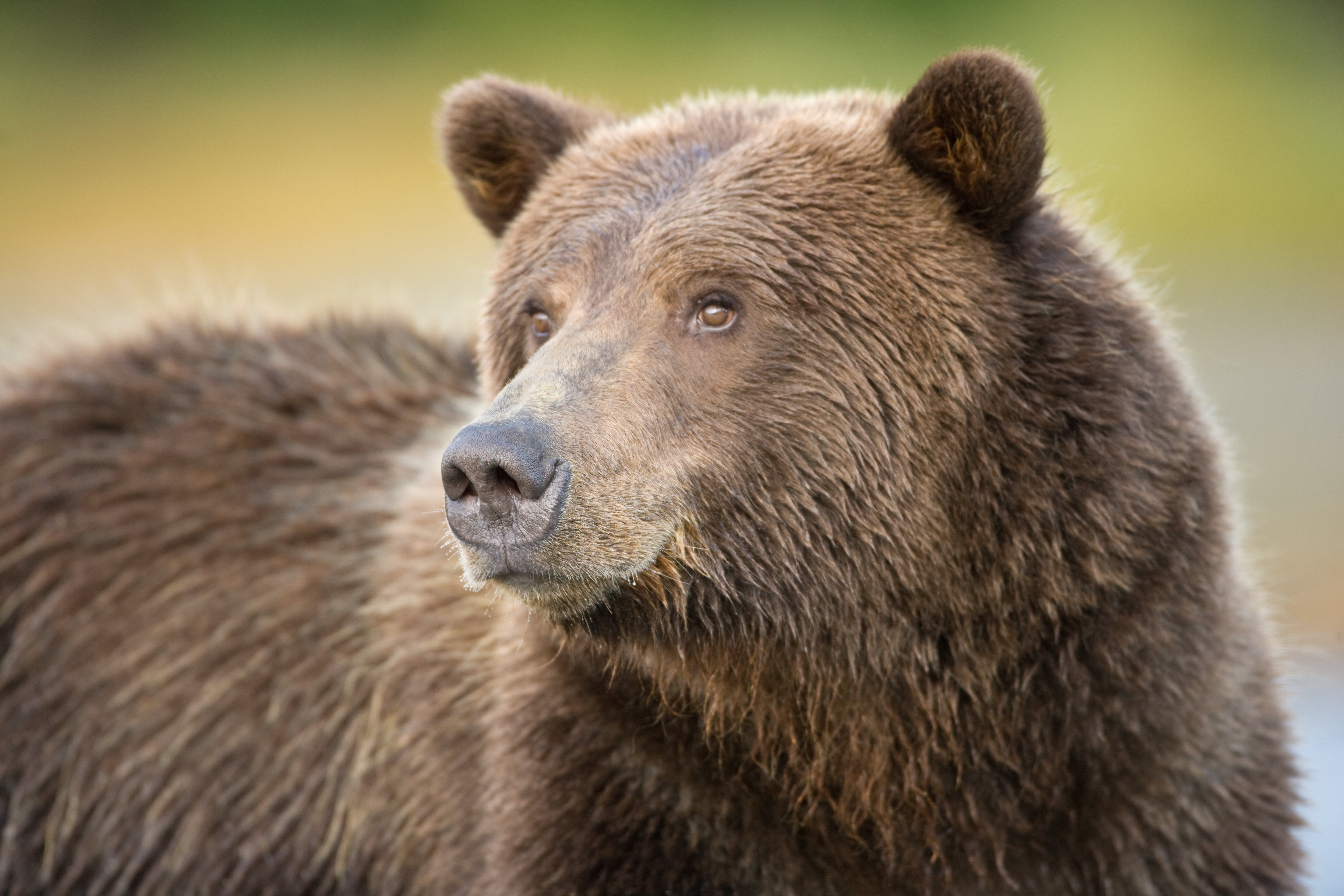 Ebern Designs Grizzly Bear Portrait by Kencanning | Wayfair