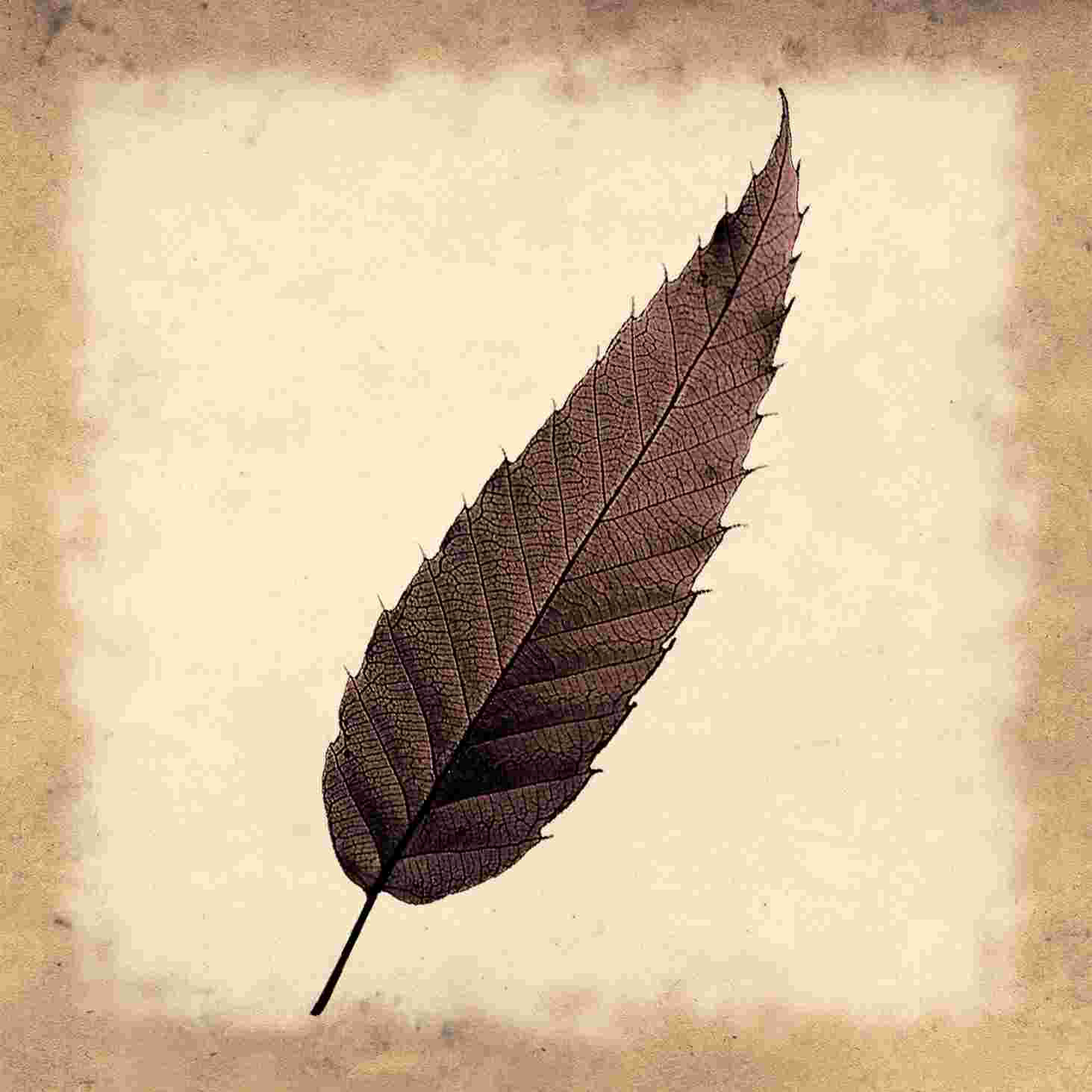 Winston Porter Sepia Leaf 3 - Wrapped Canvas Graphic Art | Wayfair