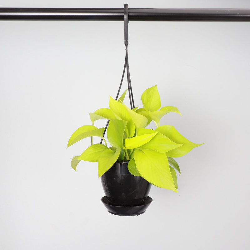 Thorsen's Greenhouse Live Neon Pothos Plant in Hanging Pot & Reviews ...