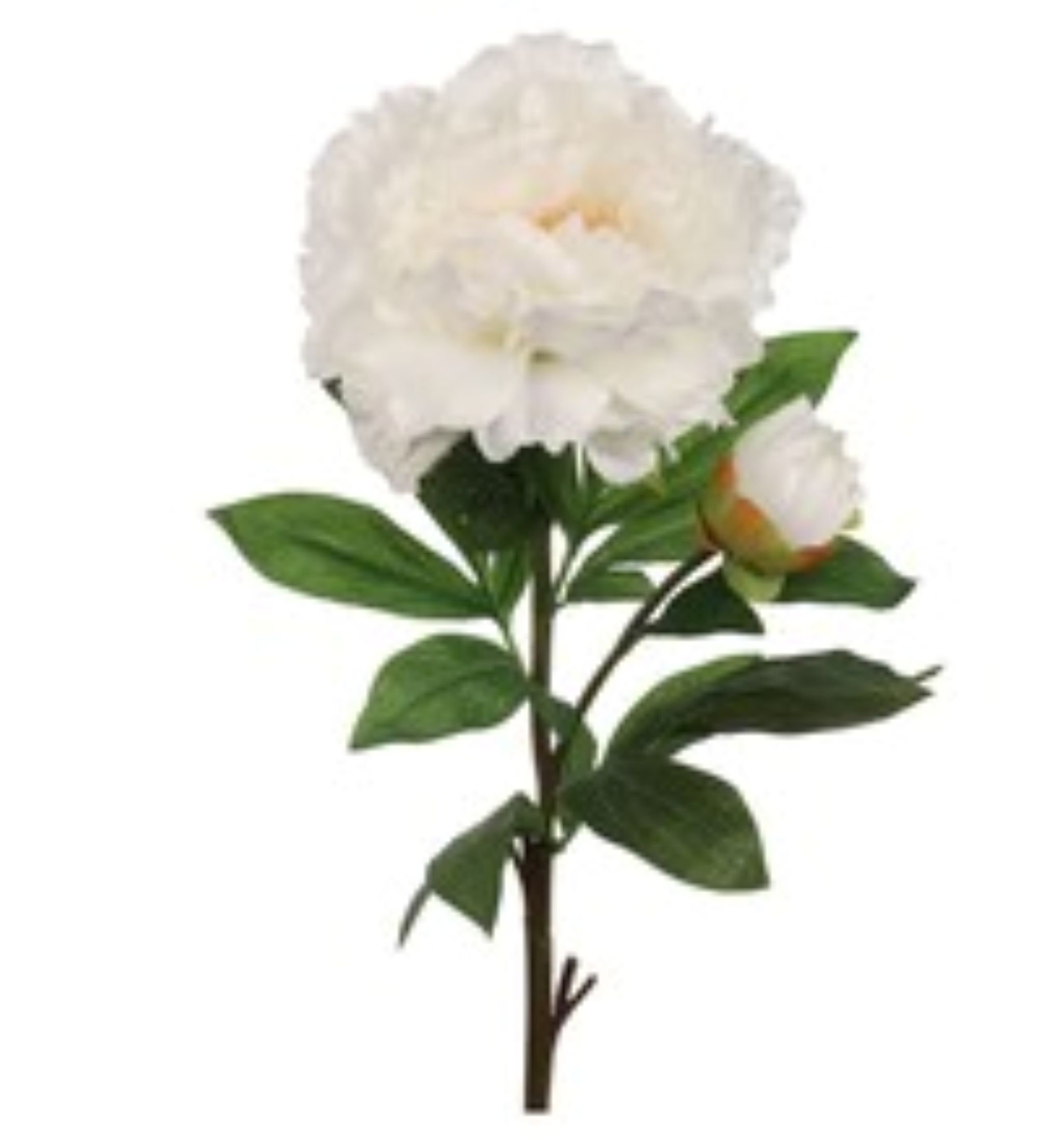 Primrue 4pc 30" Peony Stem - Wayfair Canada