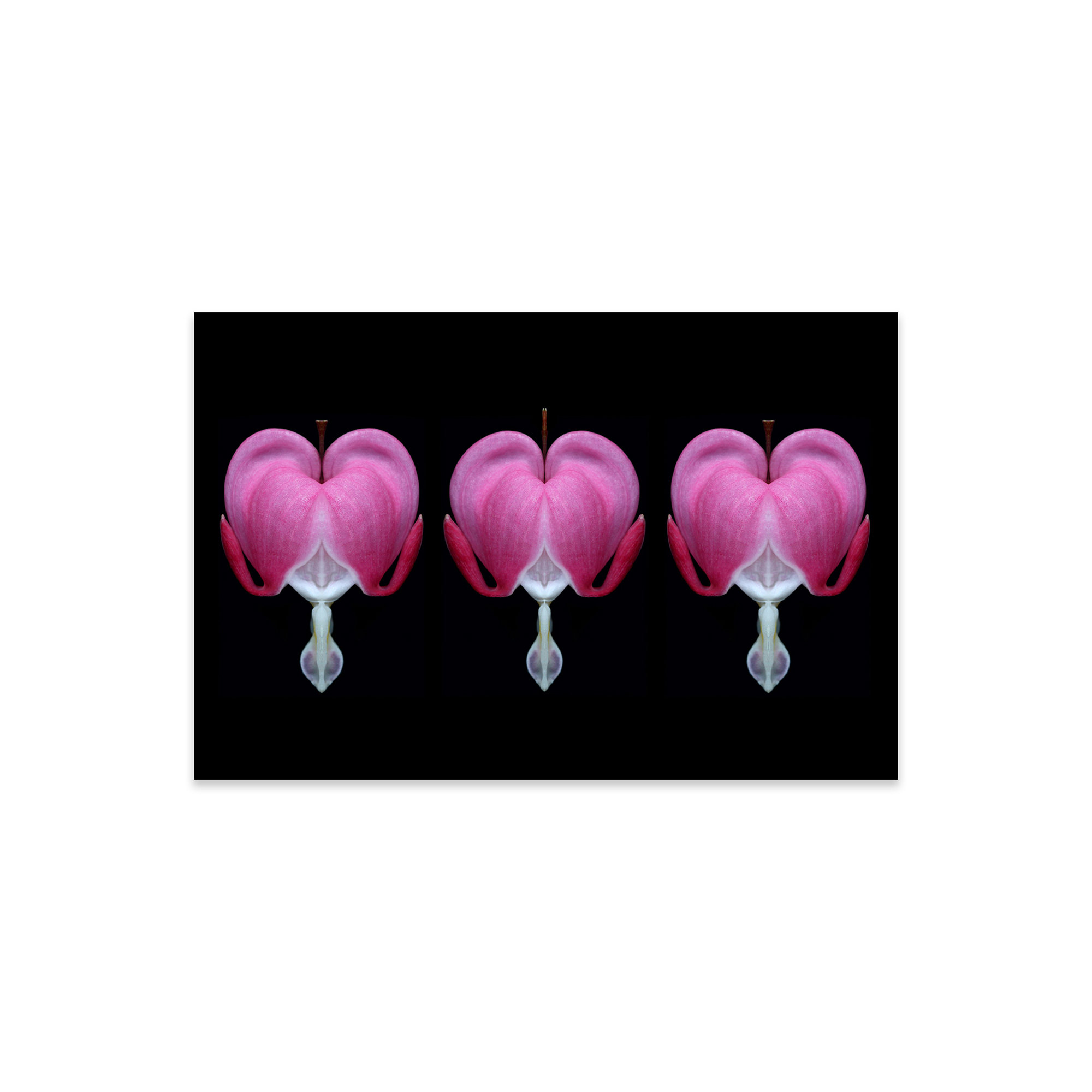 Ebern Designs Bleeding Heart Trio On Plastic / Acrylic by Alyson ...