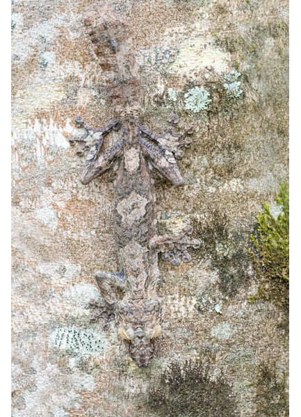 Red Barrel Studio® Afrique, Afrique, Marozevo, réserve de reptiles de ...