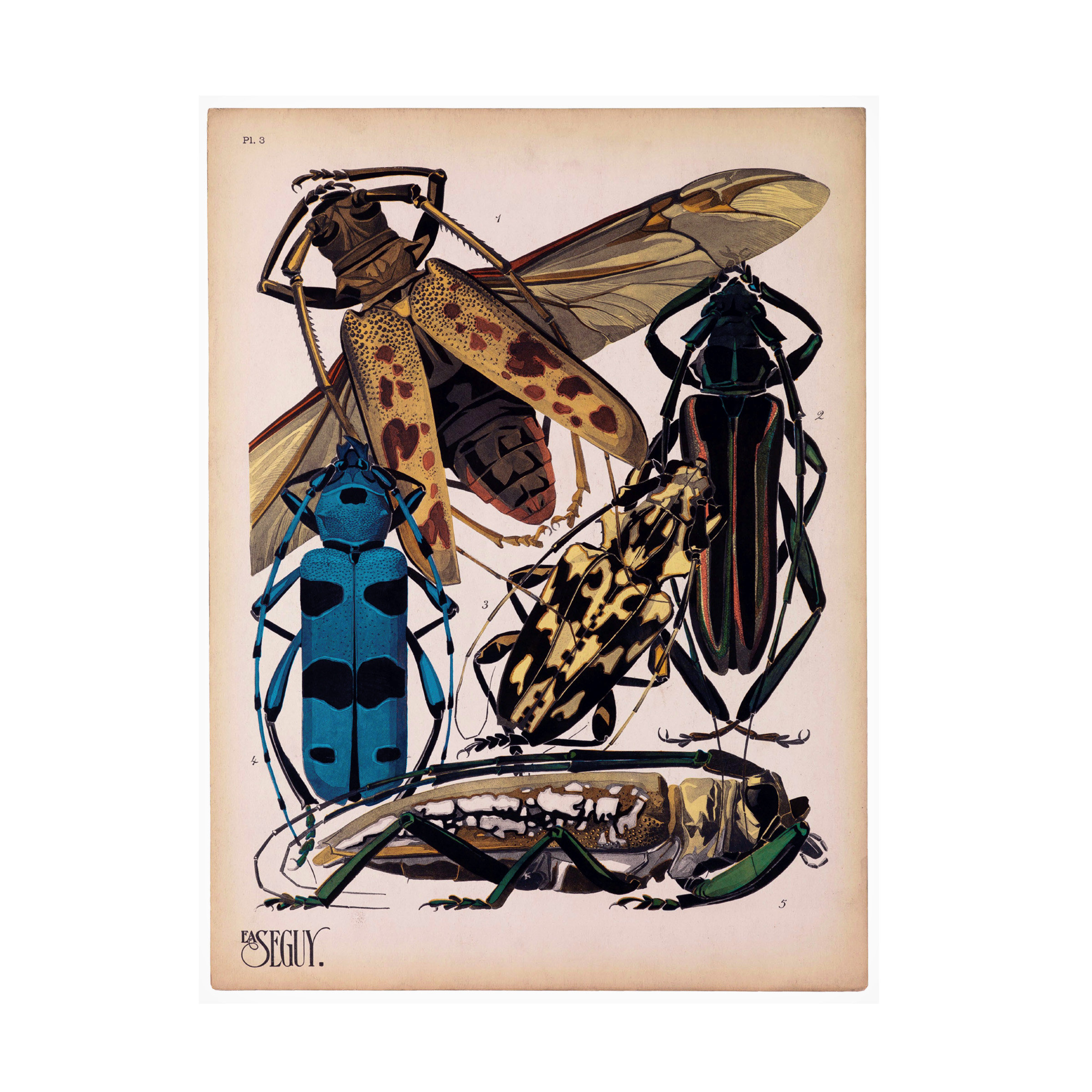 August Grove® Insects Plate 13 On Canvas by Print Collection Print ...