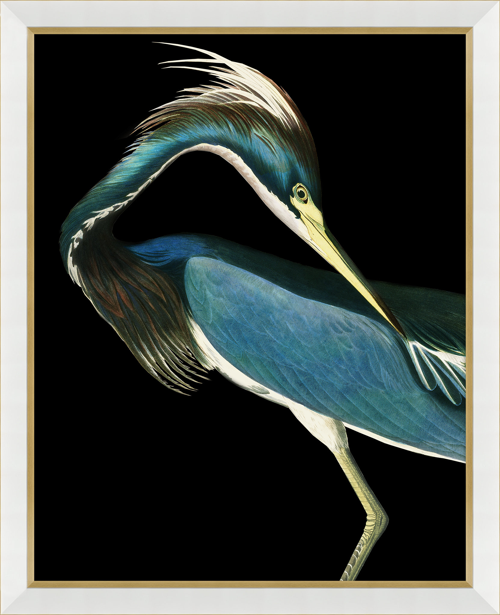 Soicher-Marin Solarized Audubon Birds by Soicher Marin & Reviews | Perigold