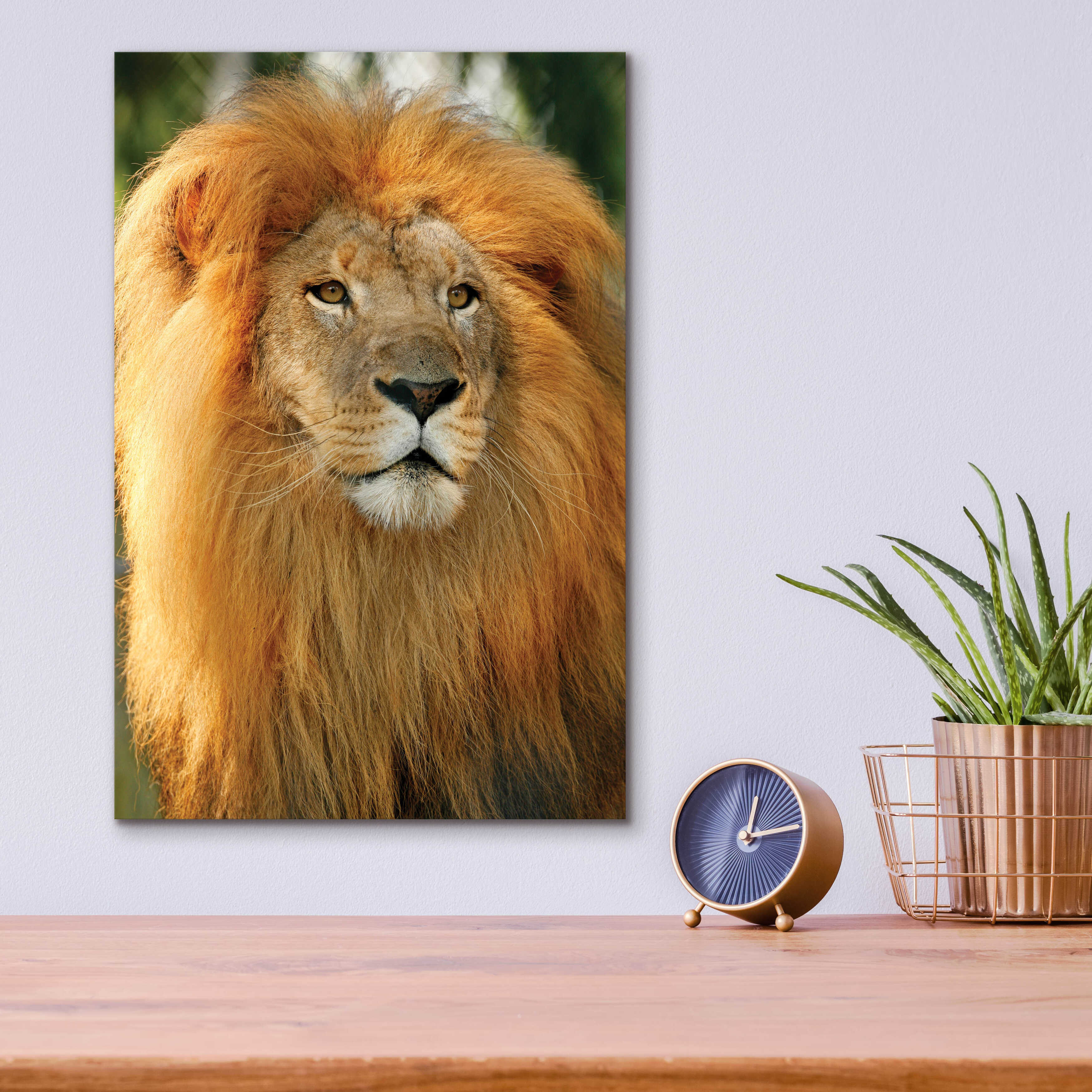 Latitude Run® Epic Art 'Lion' By Mike Jones, Acrylic Glass Wall Lion by ...
