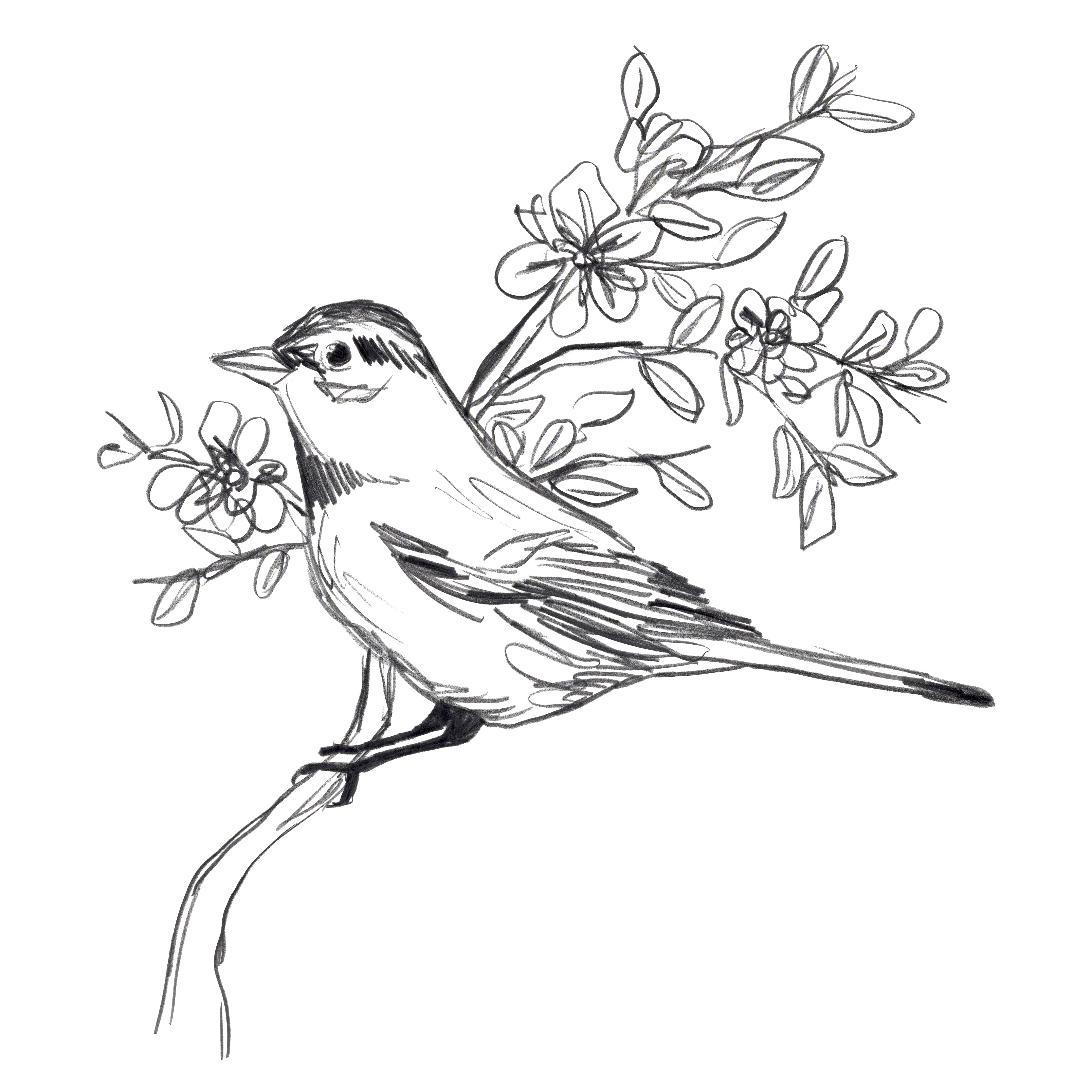 Red Barrel Studio® Simple Songbird Sketches III by June Erica Vess ...