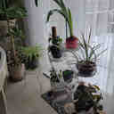 Canora Grey Bowerton 4 Tier 6 Pot Heart Shaped Metal Flower Plant Stand ...