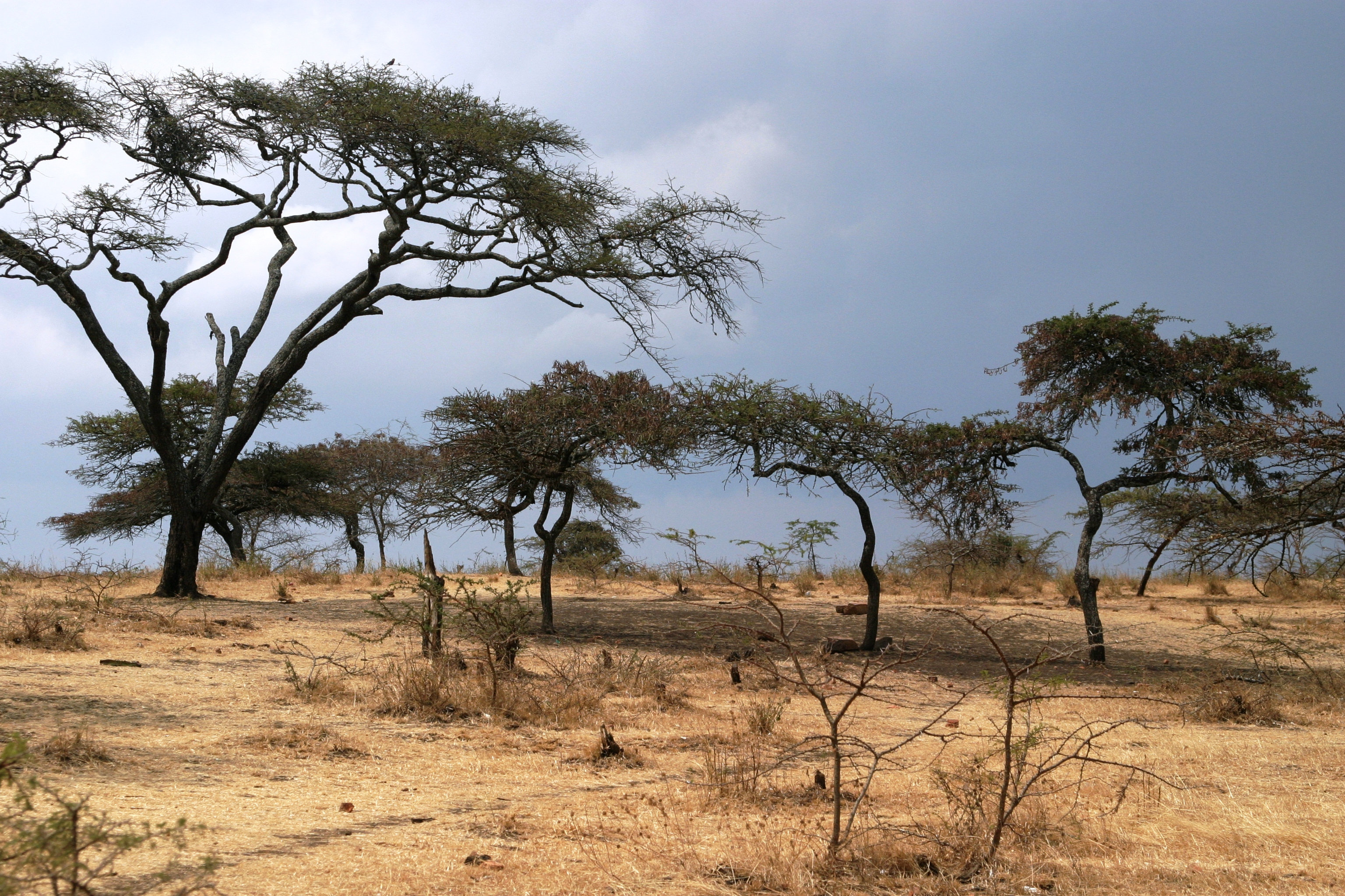 Ebern Designs Rwanda Trees by Mcmahant - Wrapped Canvas Photograph ...