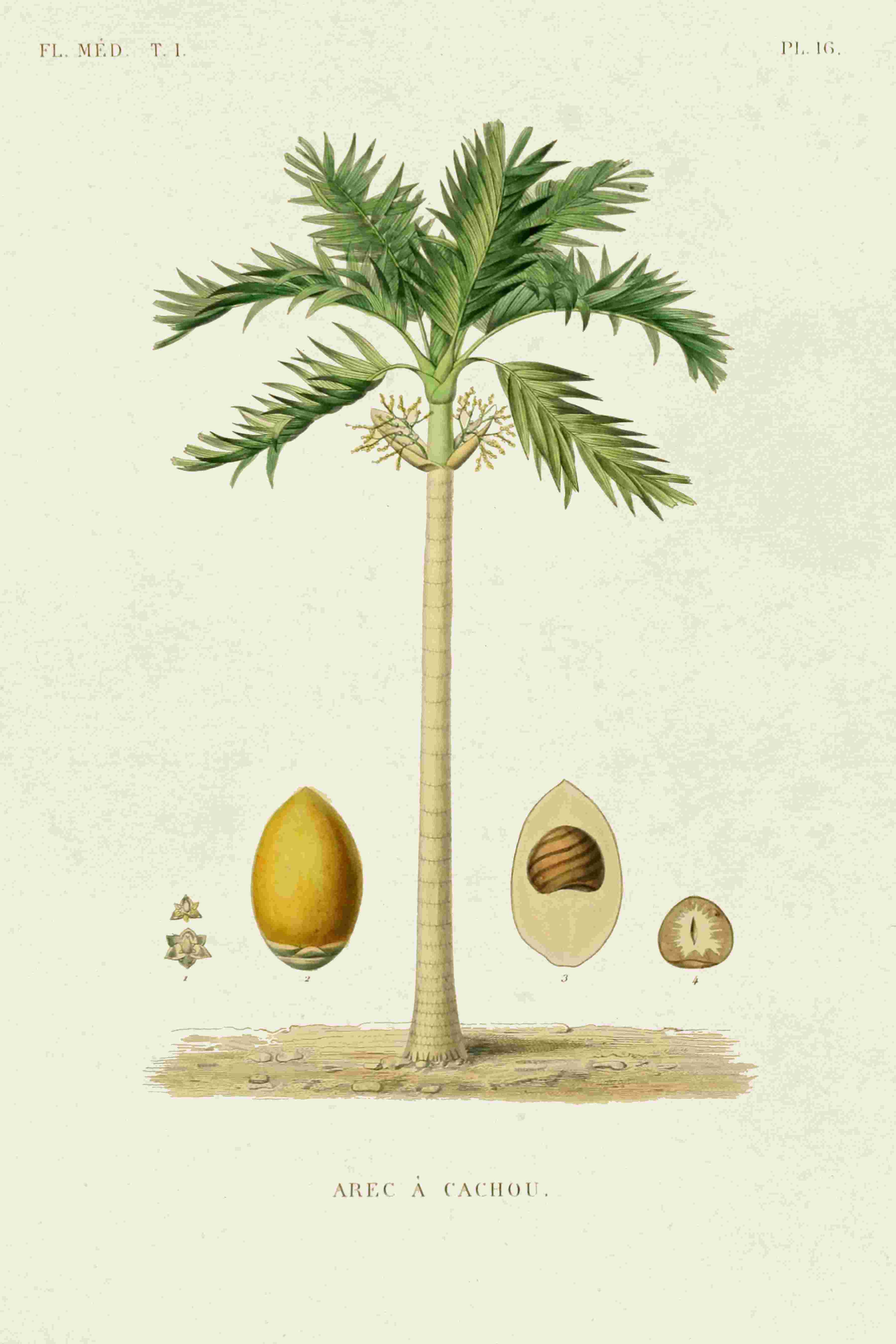 Gracie Oaks Antique Tree With Fruit II - Wayfair Canada