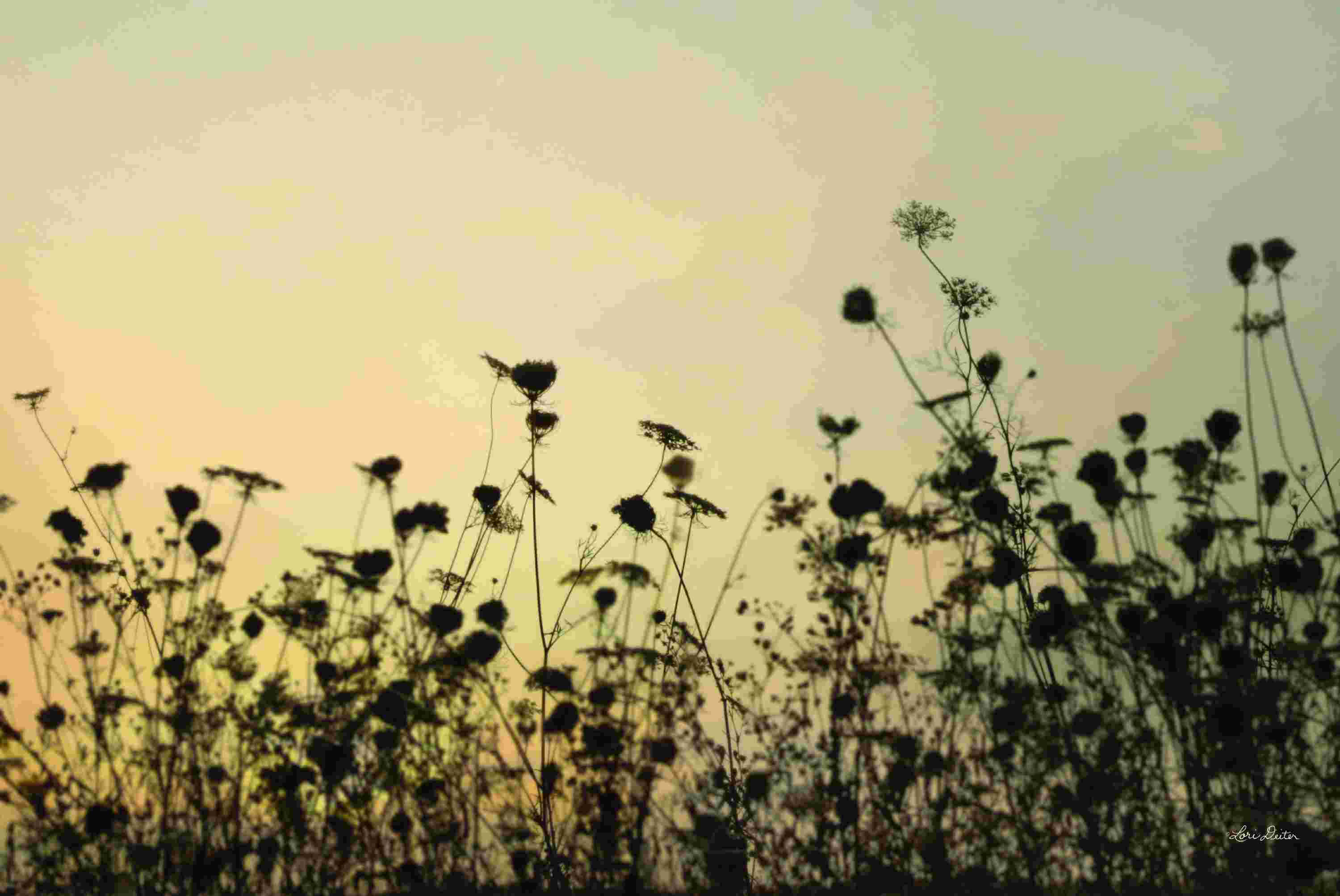 Red Barrel Studio Sunset Lace - Wayfair Canada