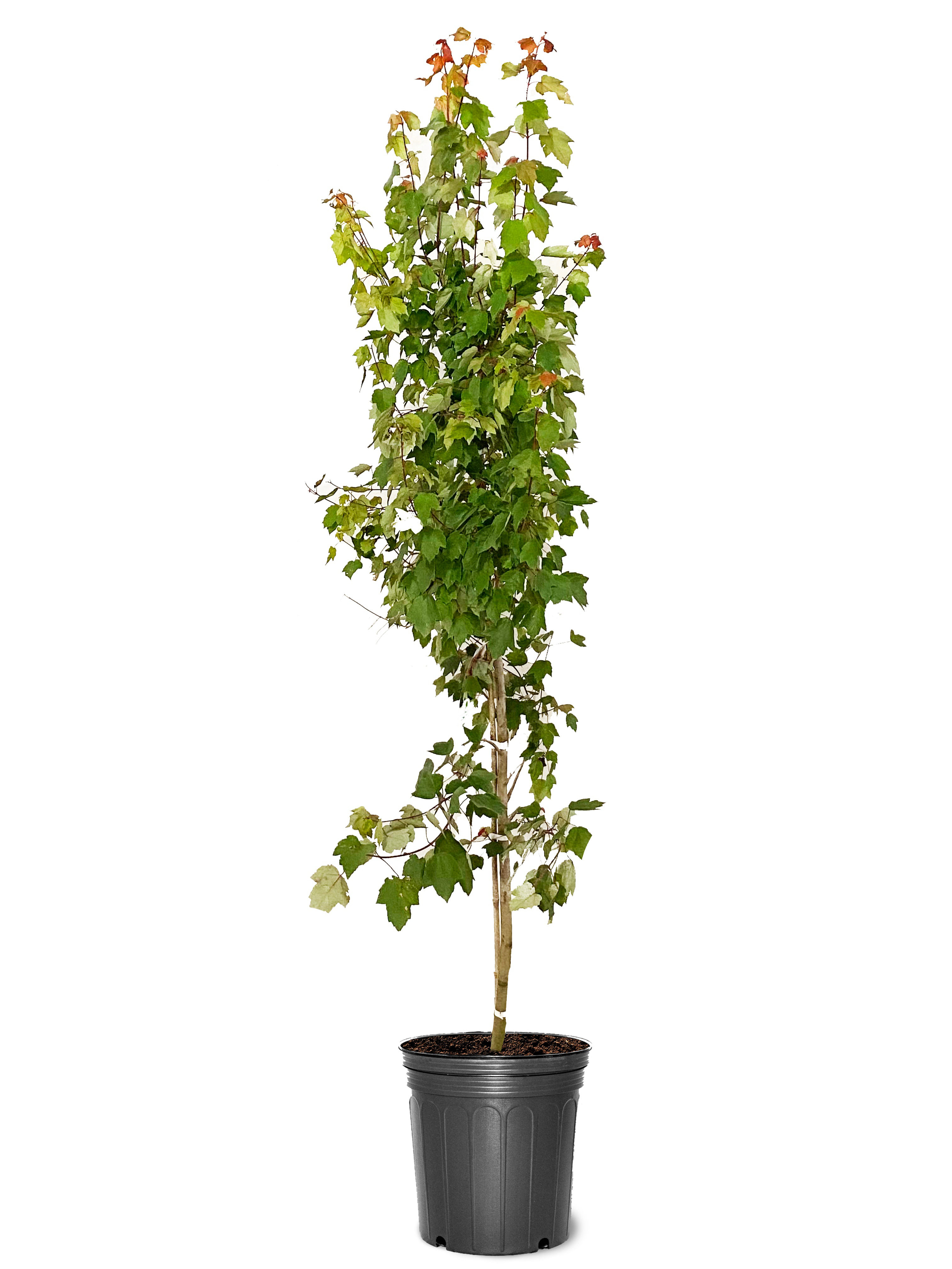 American Plant Exchange Shade Trees Live Maple Summer Red Tree, 5 ...