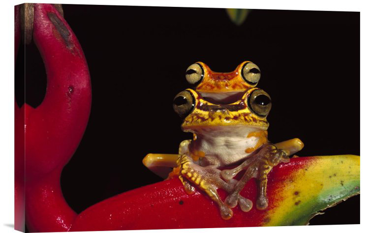 East Urban Home 'Chachi Tree Frog Pair, Cotacachi-Cayapas Reserve ...