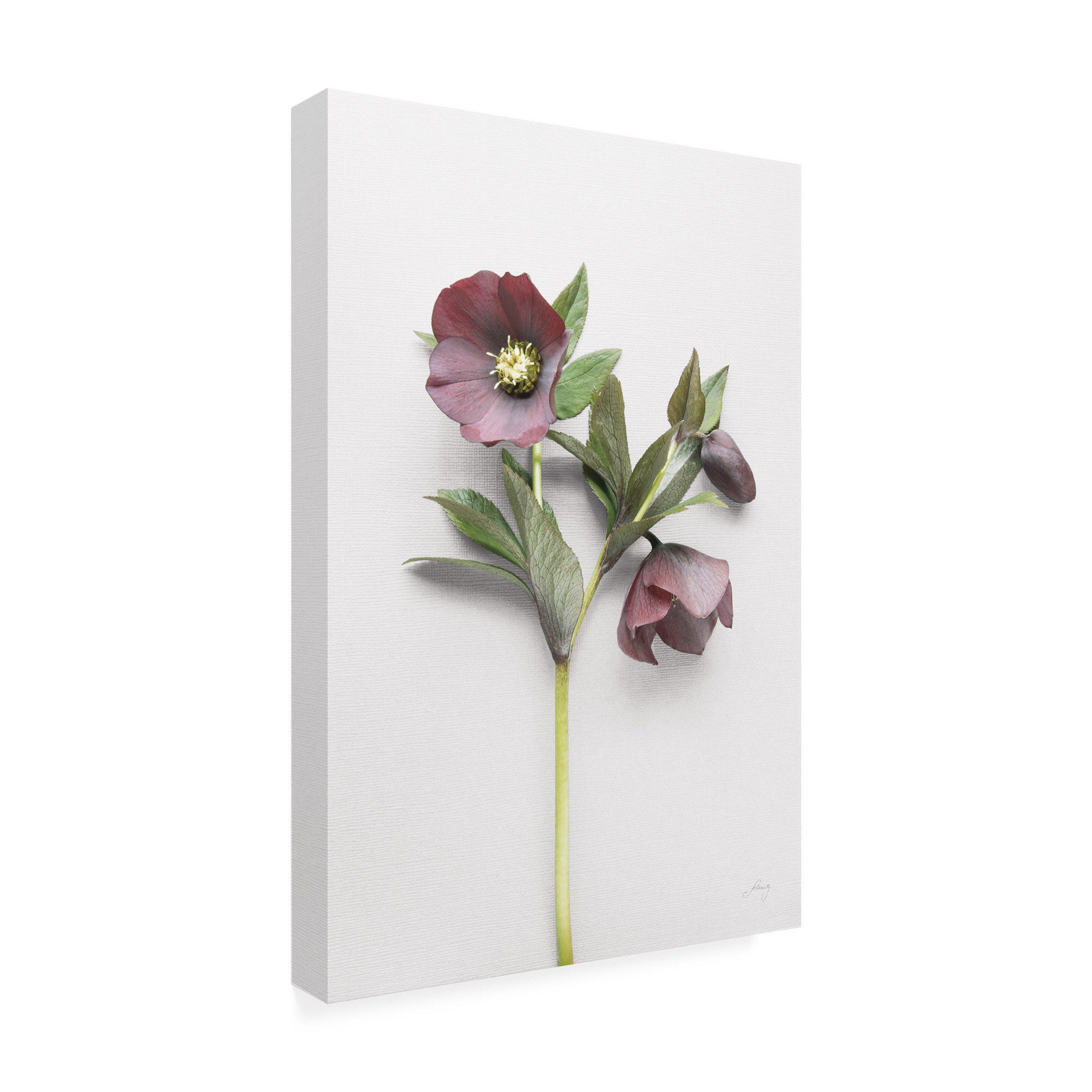 Red Barrel Studio® Felicity Bradley ''Hellebore Study V'' Canvas Art ...