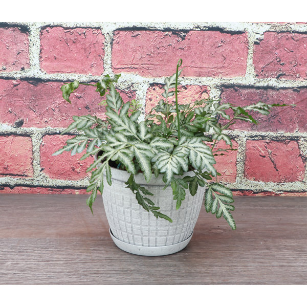 Thorsen's Greenhouse Live Silver Ribbon Fern Plant in Rustic Planter ...