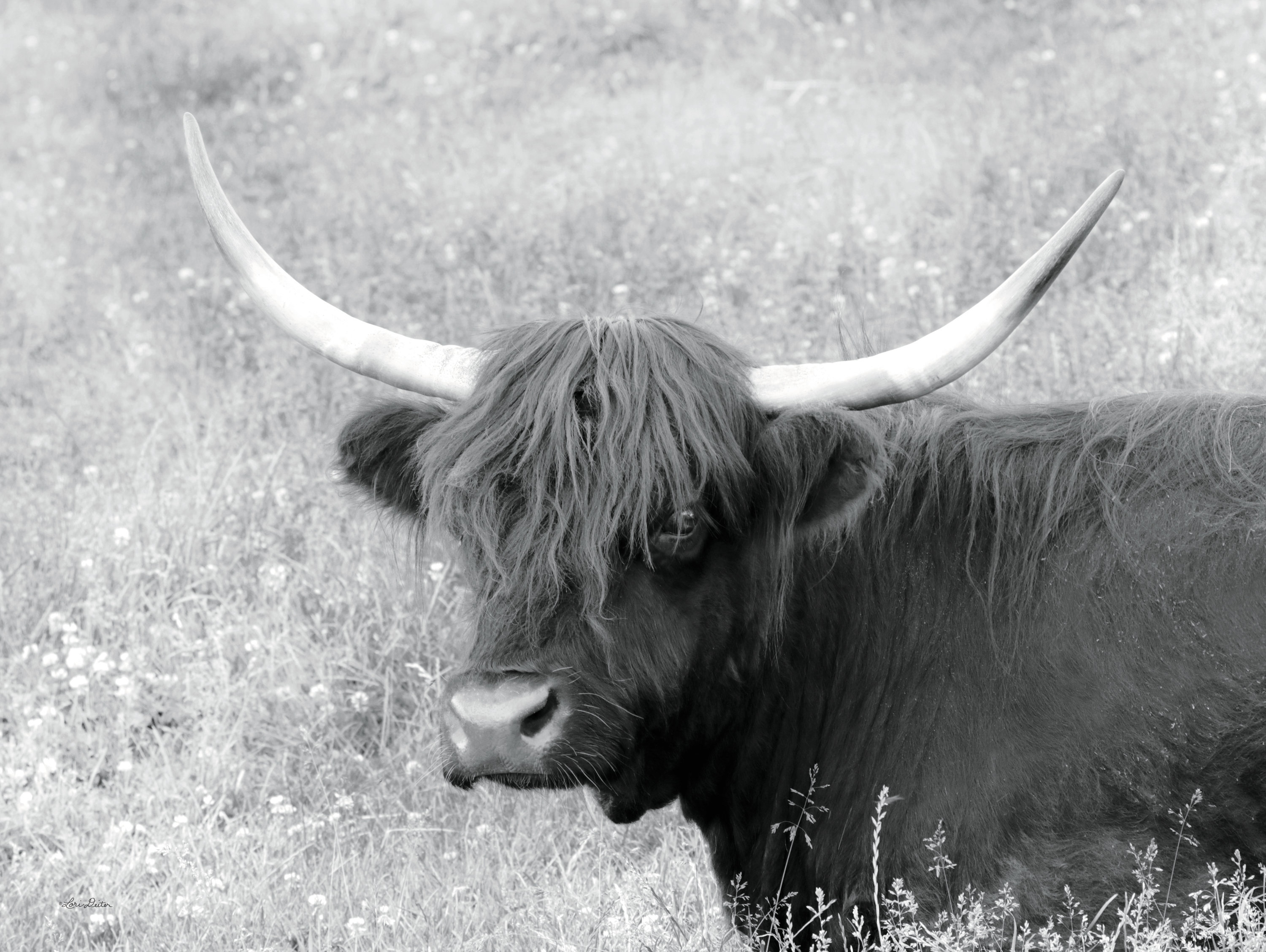 Union Rustic Highland Cow In Spring - Wayfair Canada