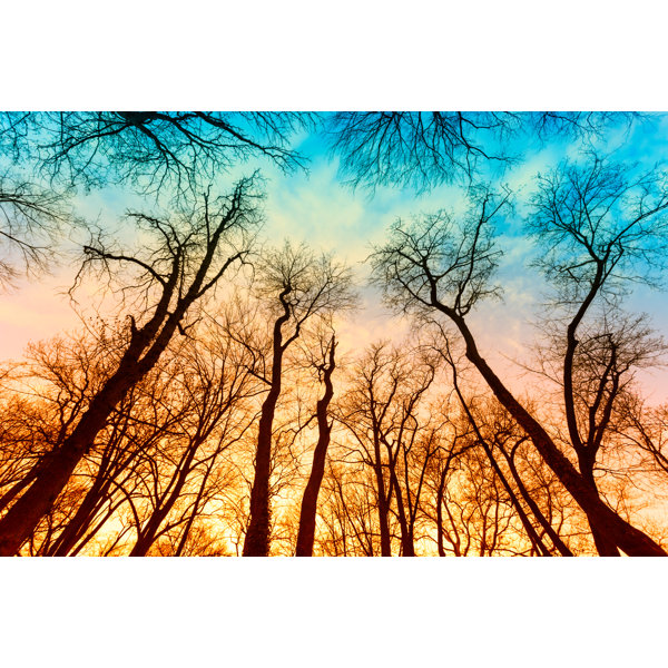 Union Rustic Bare Trees - Wrapped Canvas Print | Wayfair.co.uk