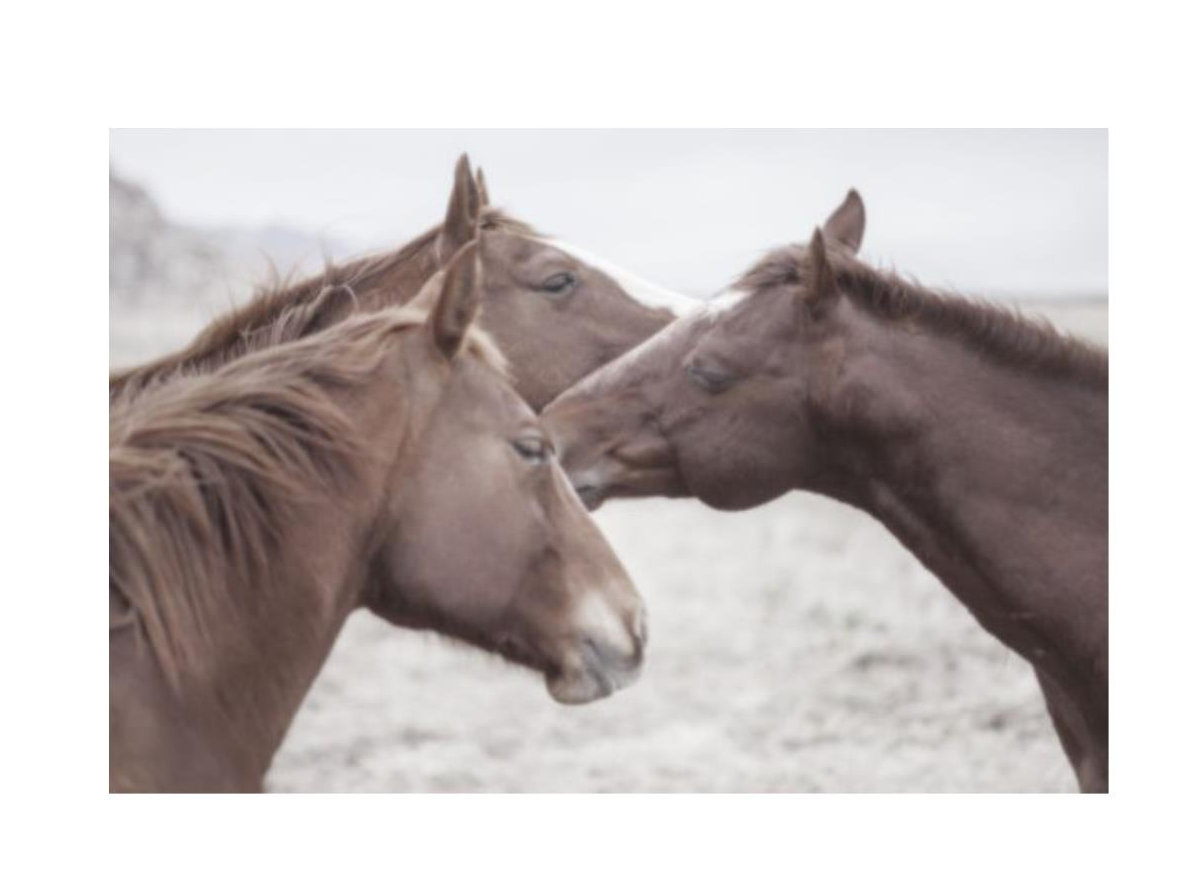 Chelsea Art Studio Chris Dunker " The Nuzzle " by Chris Dunker | Wayfair