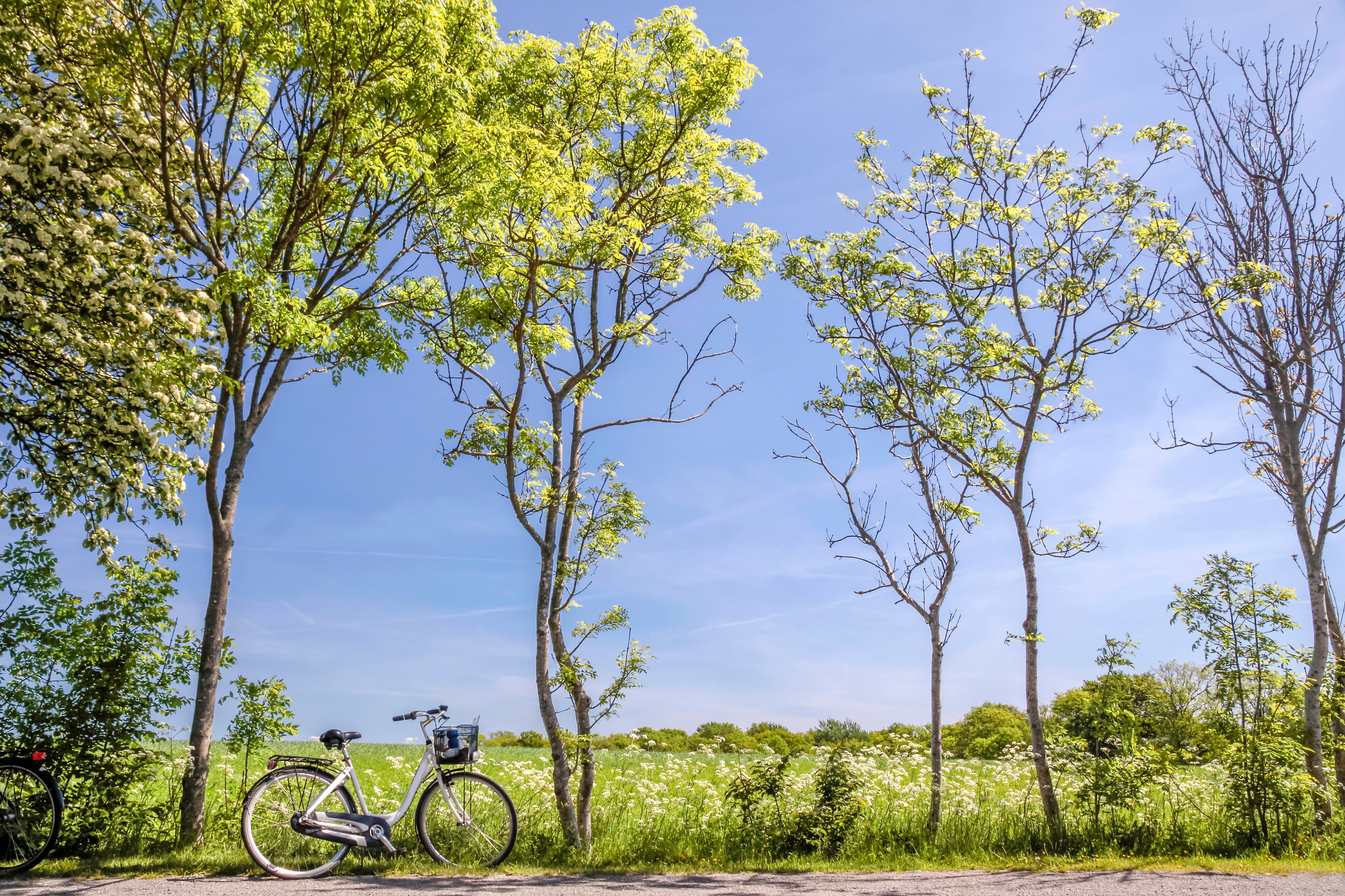 Alpen Home Spring Trees with Bicycle by Unknown - Wrapped Canvas ...