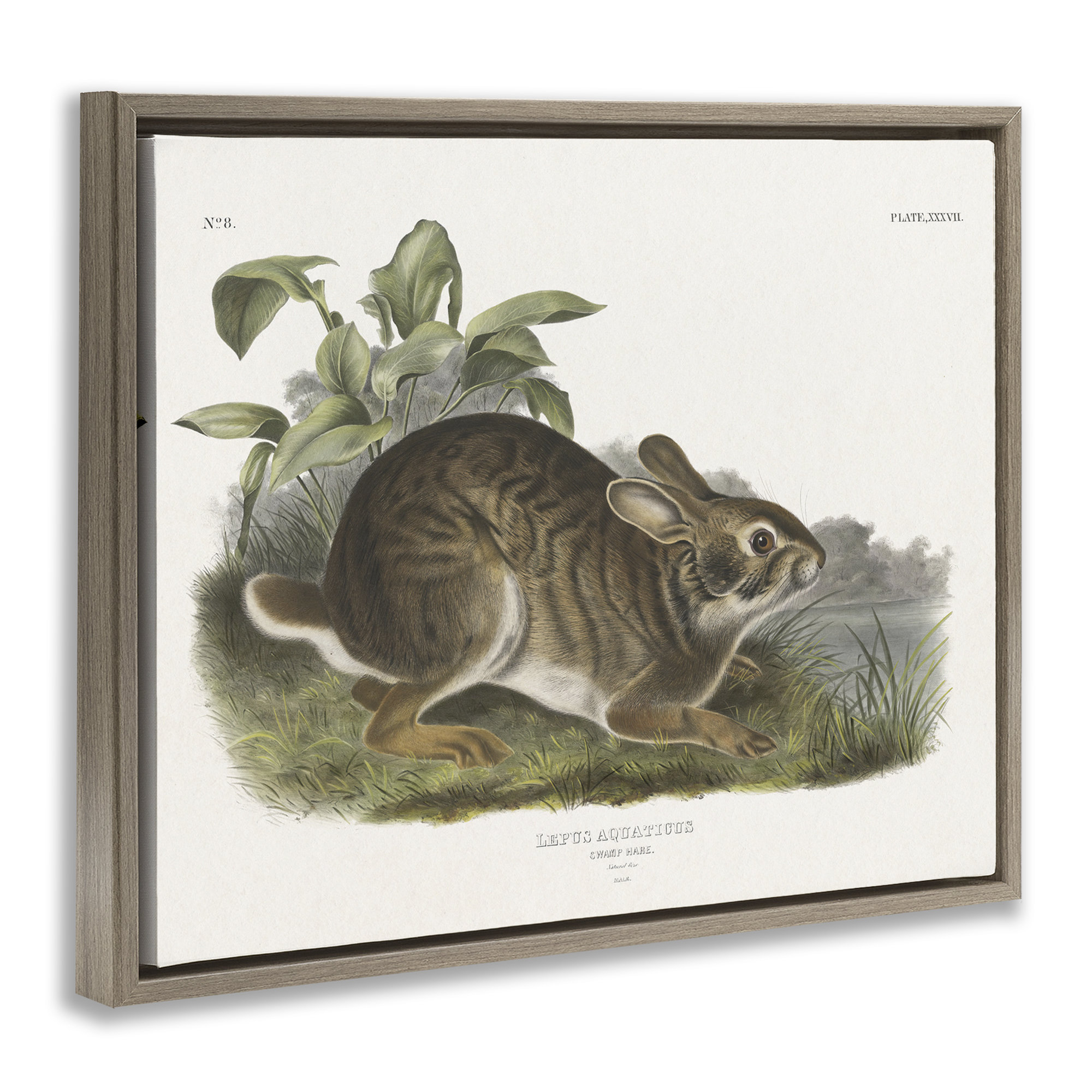 August Grove® Vintage Cottage Hare Framed Floater Canvas Wall Art by ...