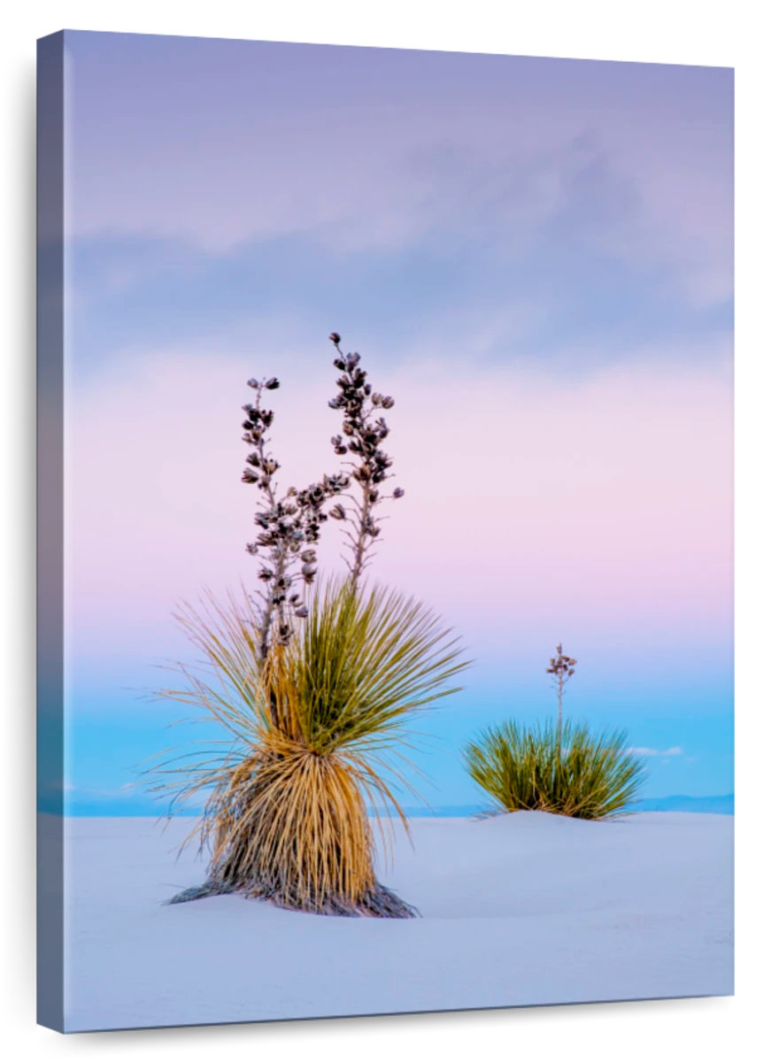 Winston Porter Soaptree Yucca Plant - Wayfair Canada