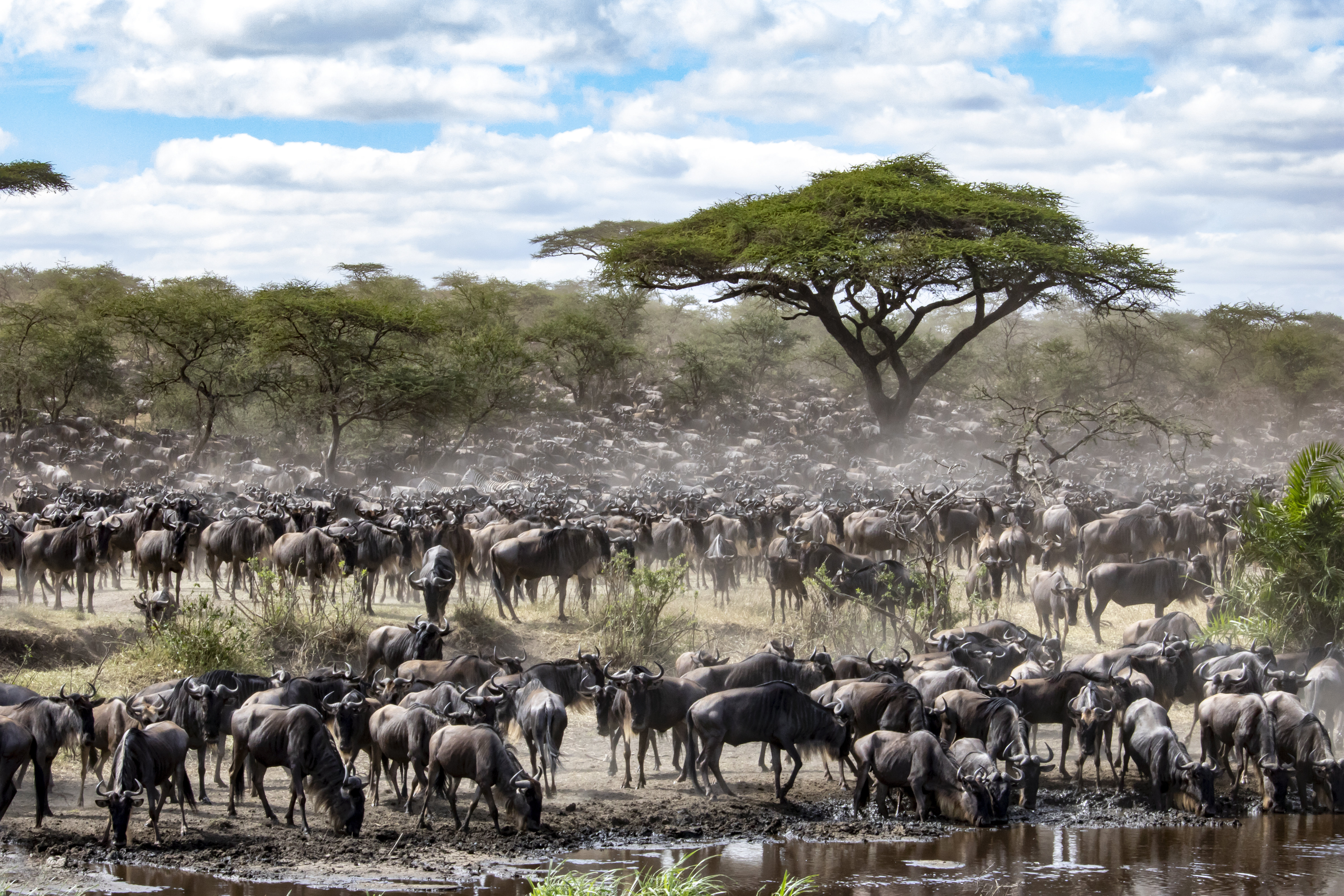 Ebern Designs Wildebeest Crossing A River In Tanzania On Canvas by ...